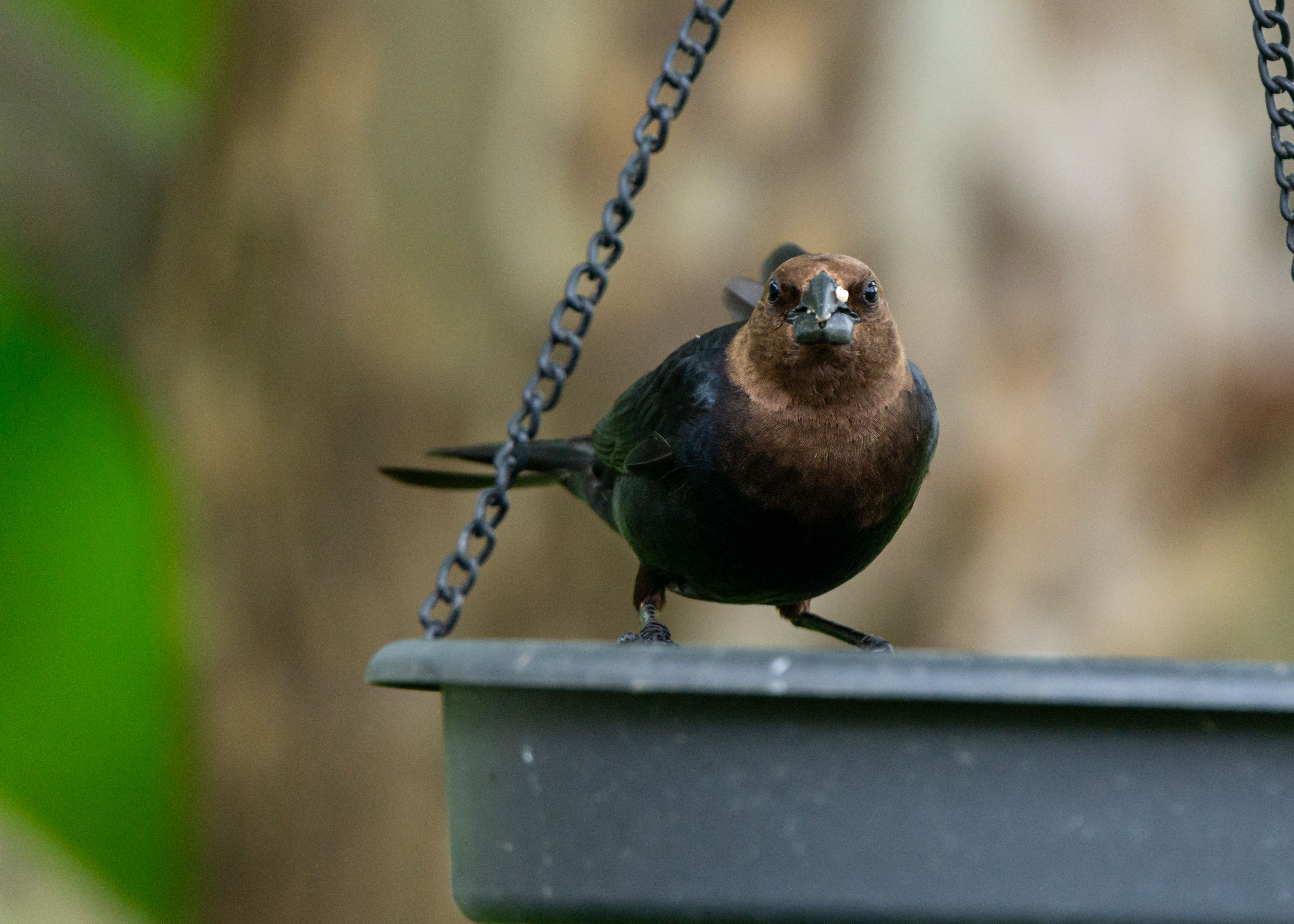 Wild Bird Photos, Download The BEST Free Wild Bird Stock Photos & HD Images