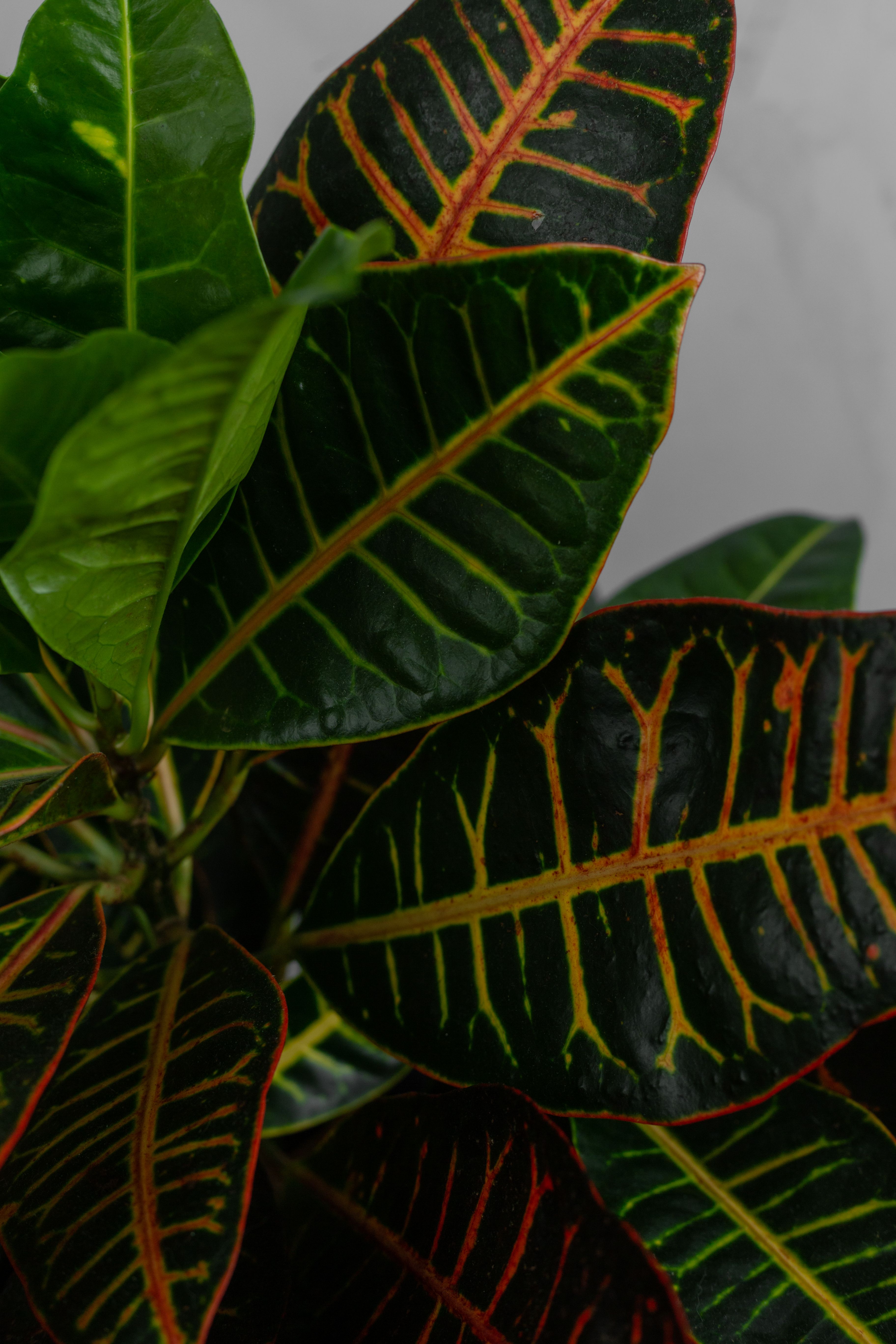 Vibrant Croton Leaves with Variegated Colors · Free Stock Photo