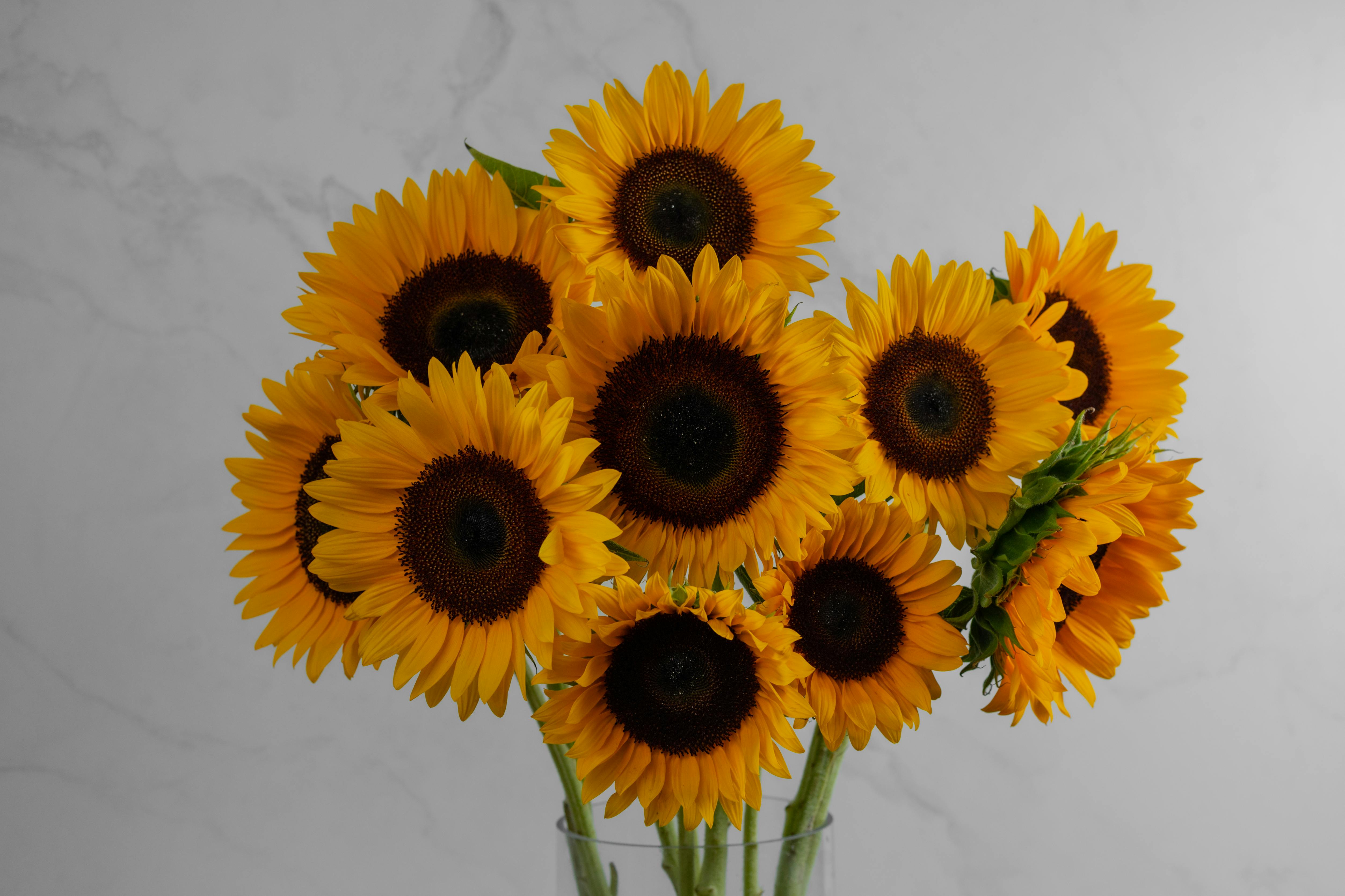 Sunflower Display Photos, Download The BEST Free Sunflower Display ...