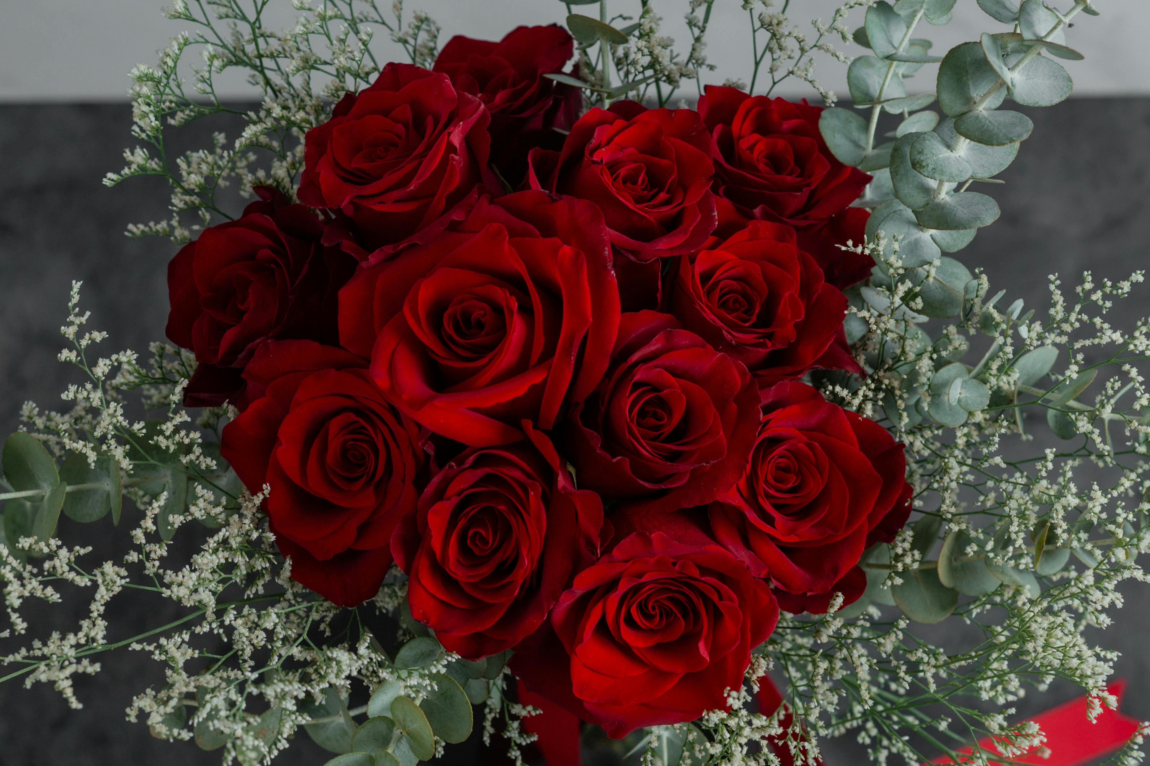 Rose No Background Photos, Download The BEST Free Rose No Background ...