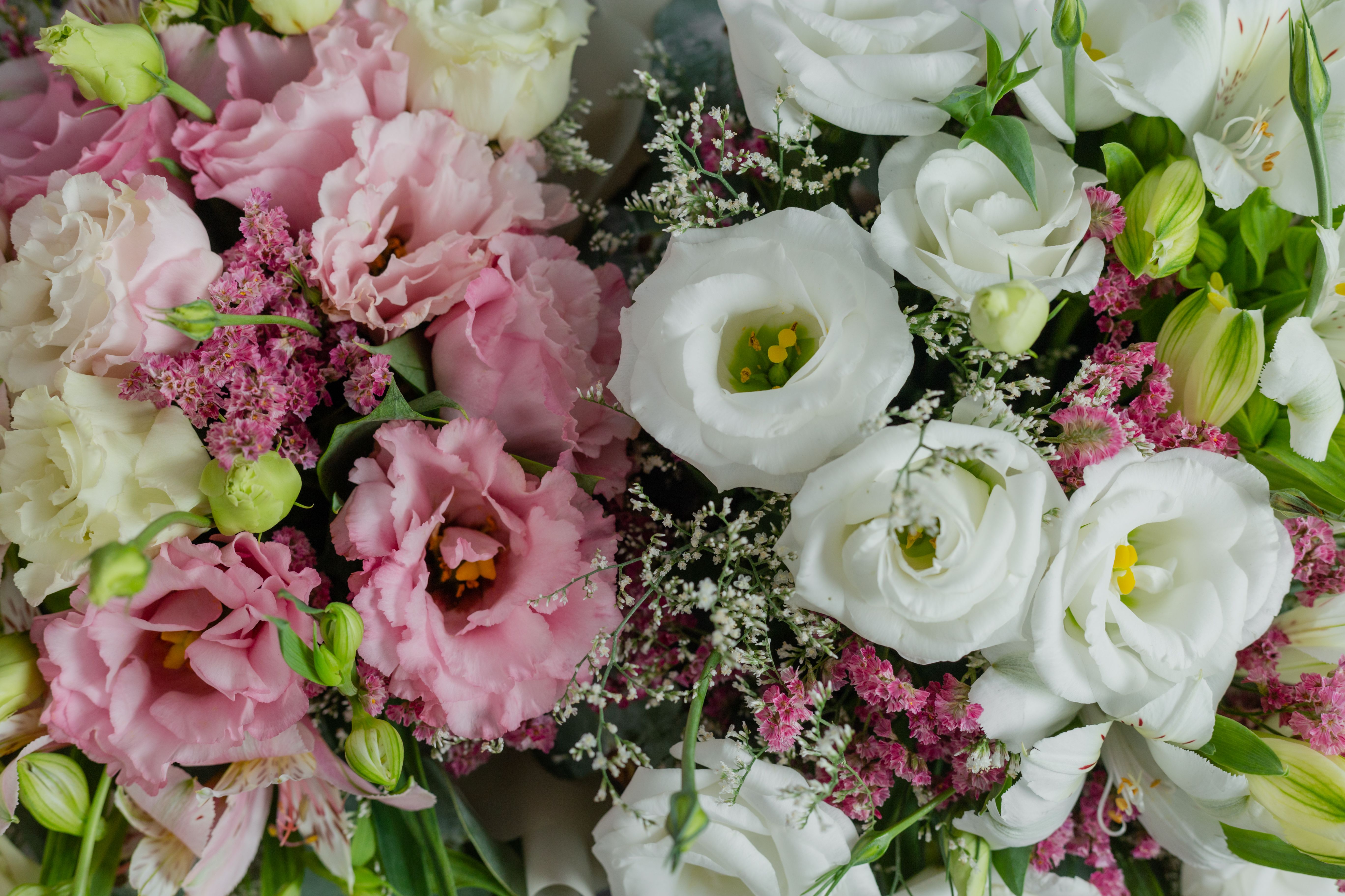 Le 300.000+ migliori foto di Rose Bellissime · Download gratuito al 100 ...