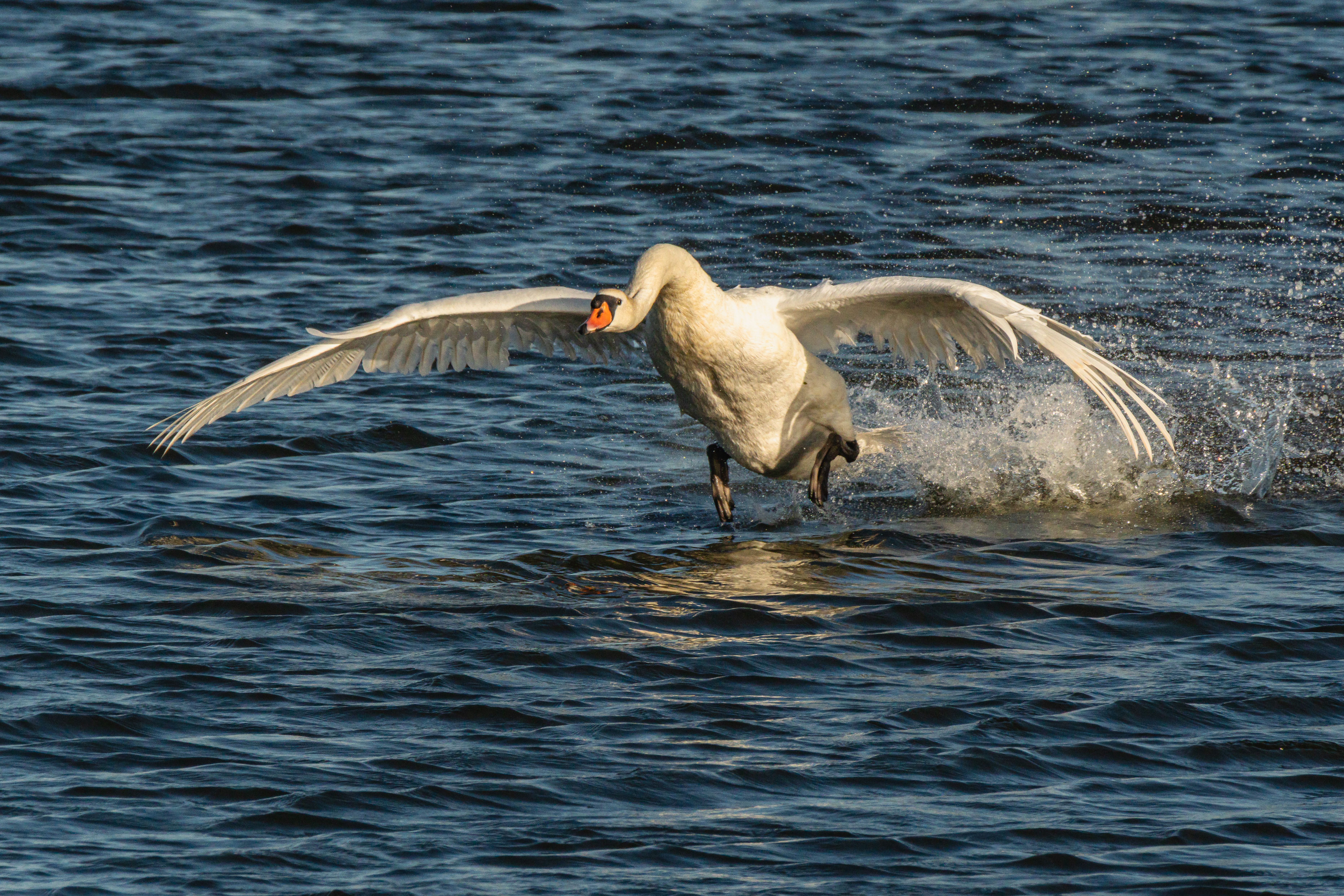 Majestic Swan Taking Off from Water Surface · Free Stock Photo