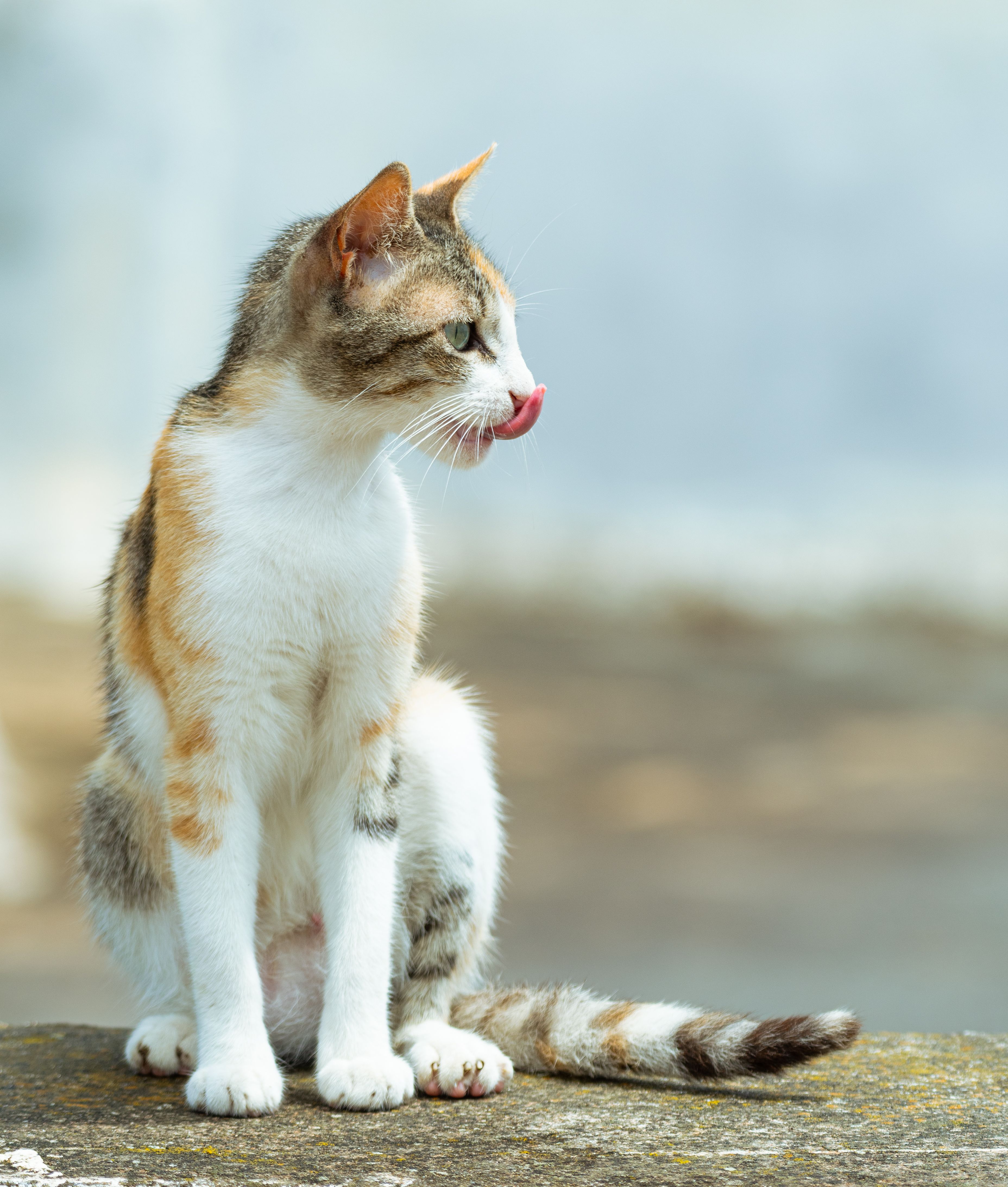 Calico Cat Sitting Outdoors Licking Lips · Free Stock Photo