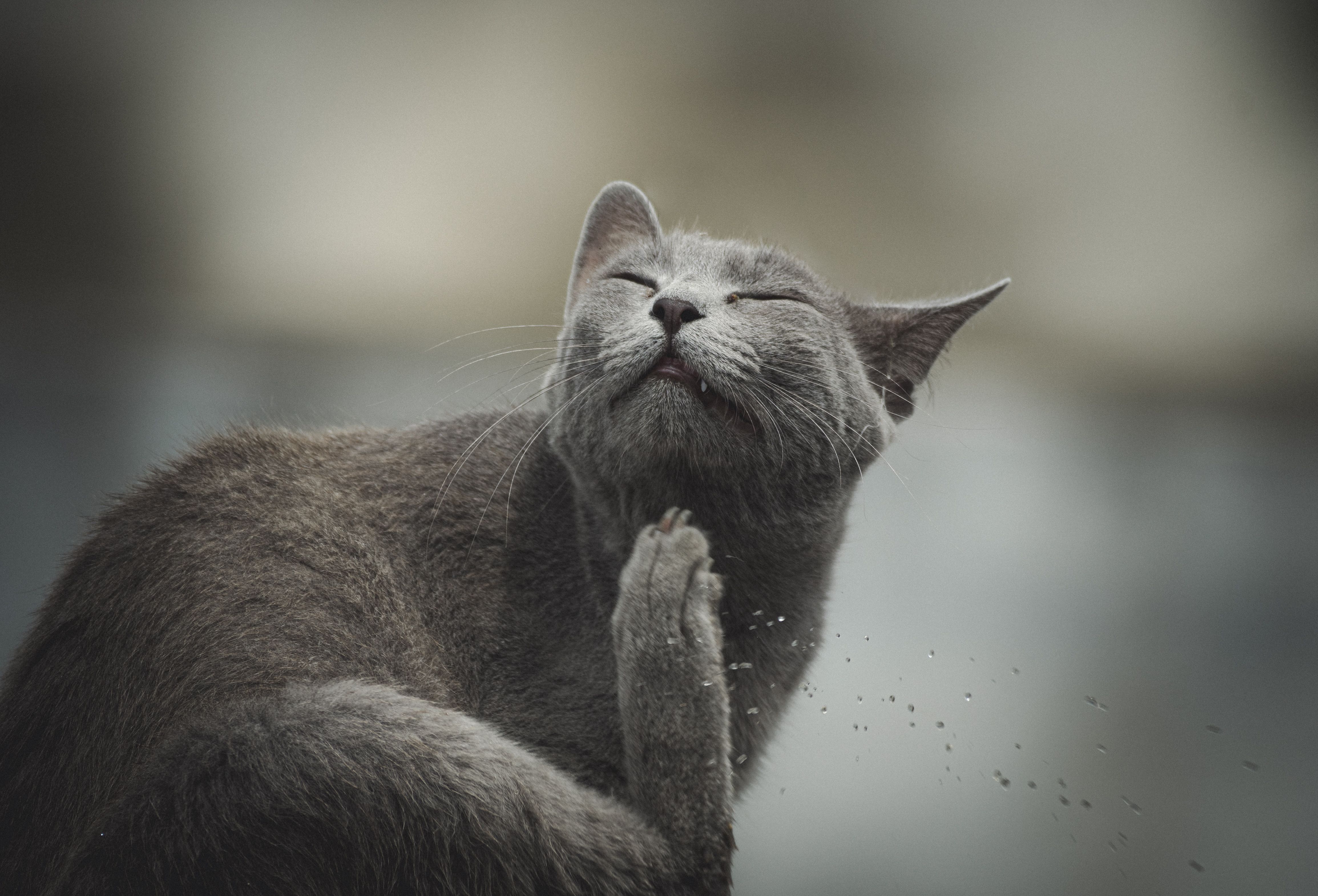 Happy Cat Photos, Download The BEST Free Happy Cat Stock Photos & HD Images