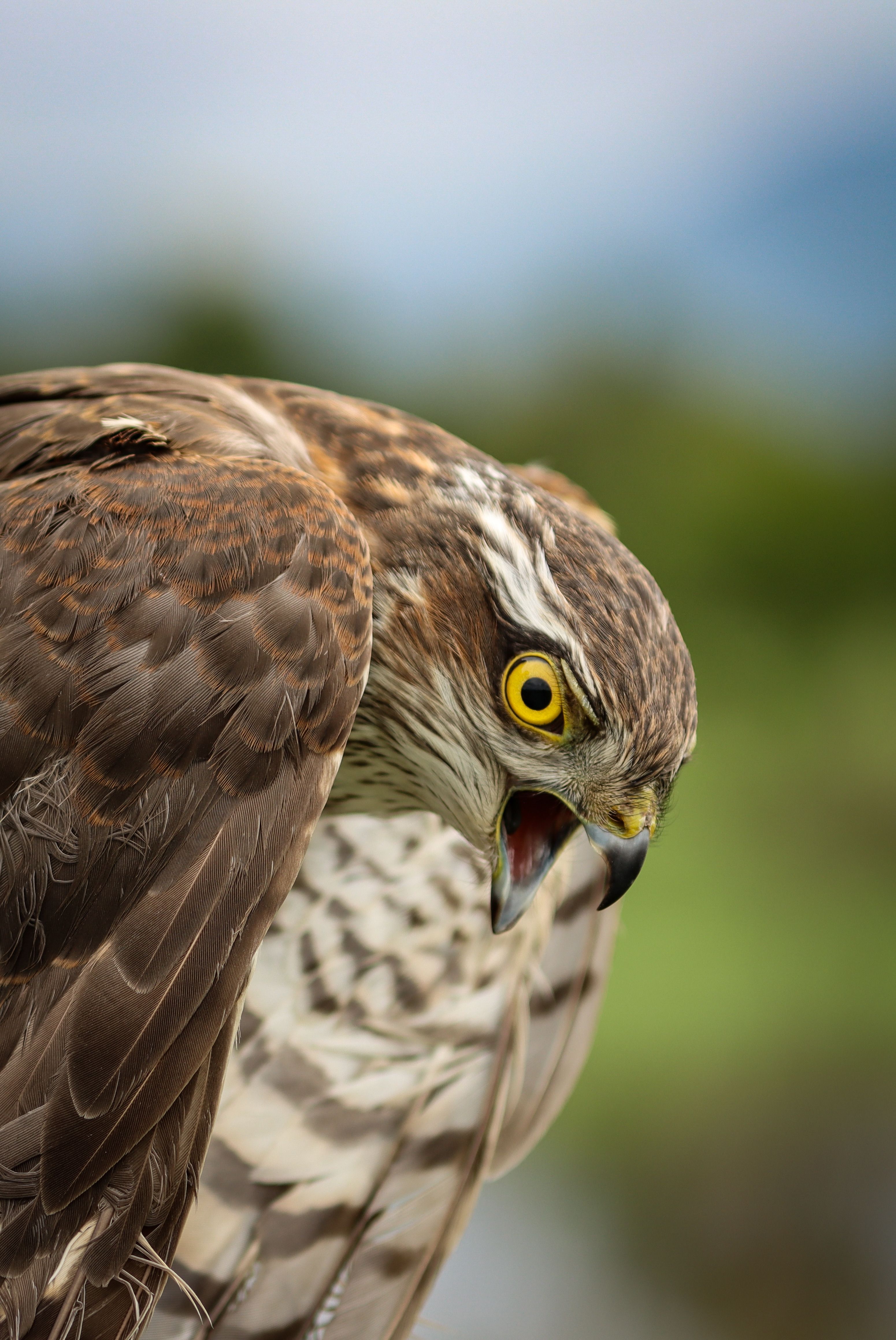 Close-up of a Hawk with Intense Gaze · Free Stock Photo