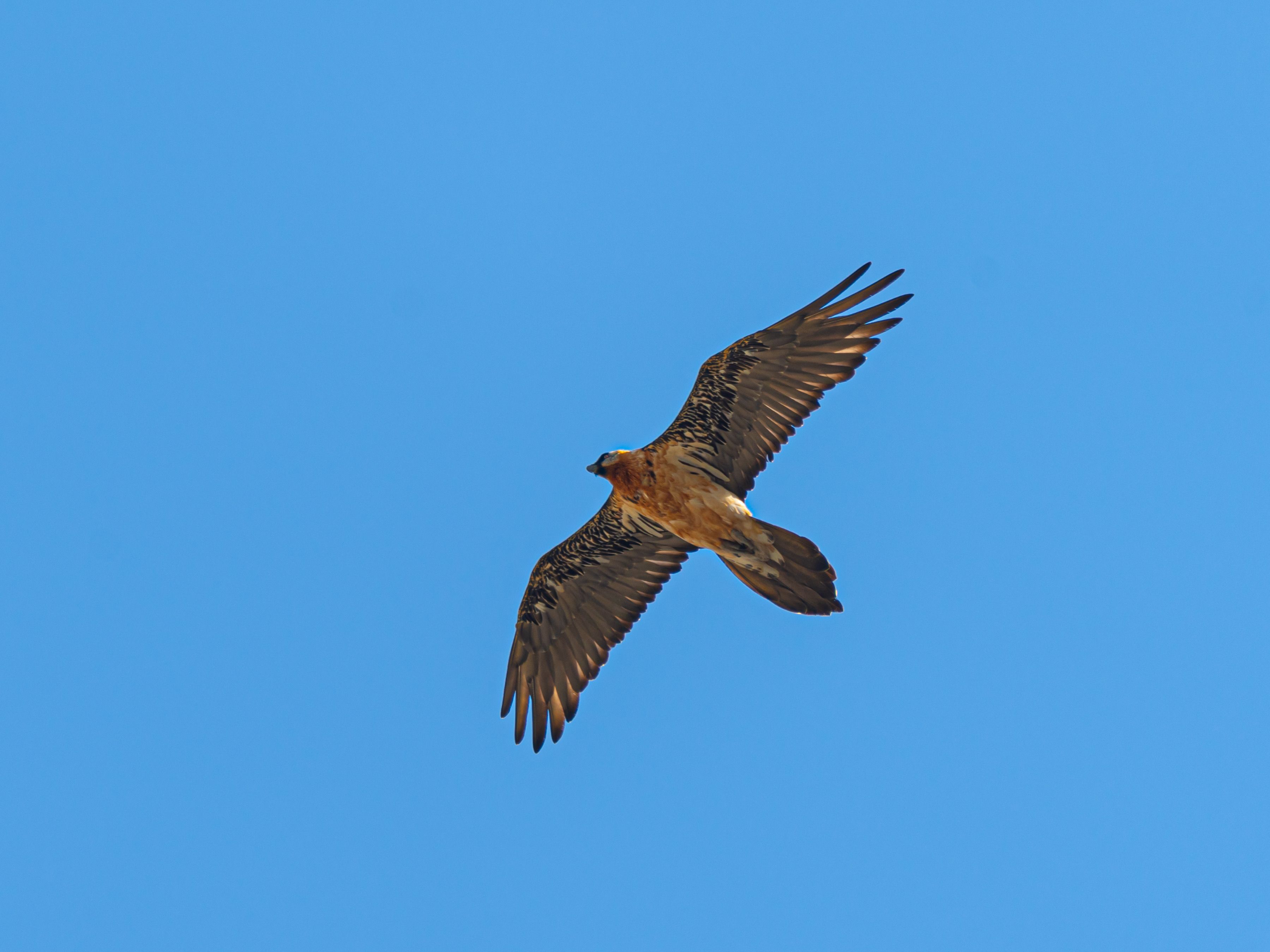 Bird Flying in the Air · Free Stock Photo