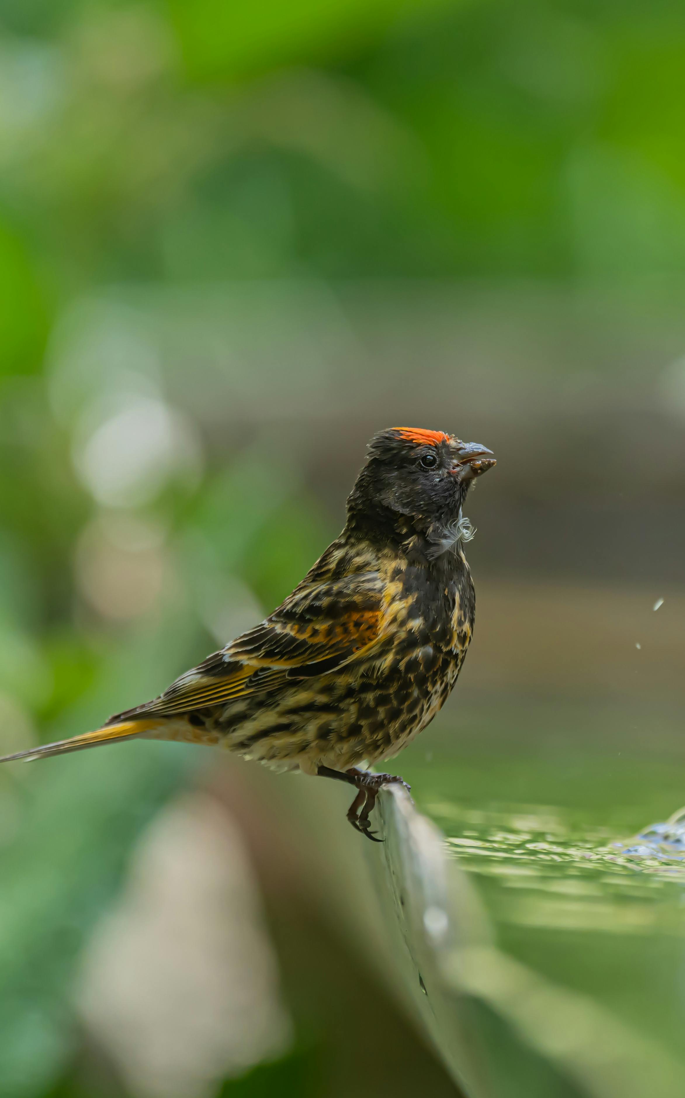 Close-Up of Red-Capped Bird on Edge of Natural Pool · Free Stock Photo
