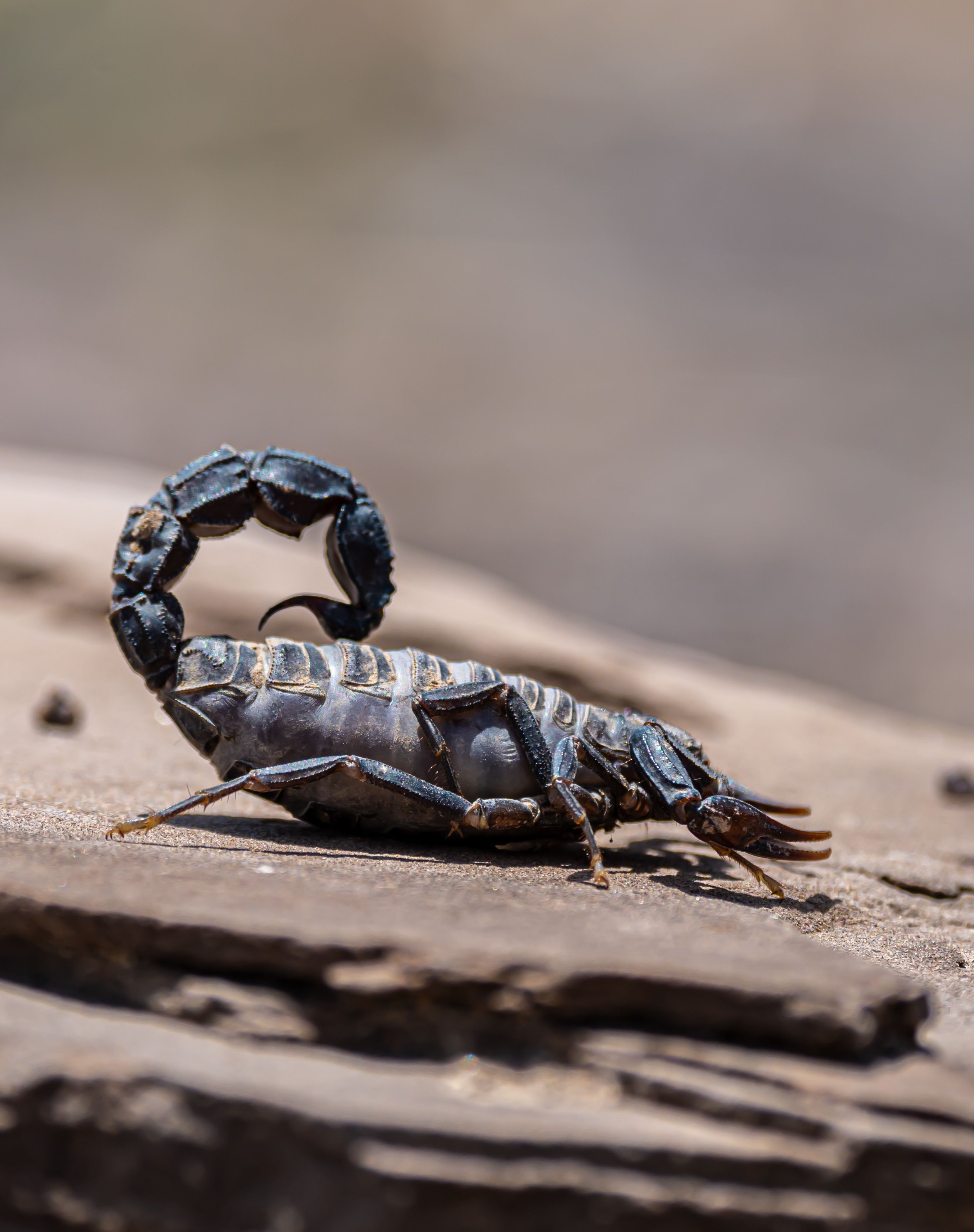 Scorpion Photos, Download The BEST Free Scorpion Stock Photos & HD Images