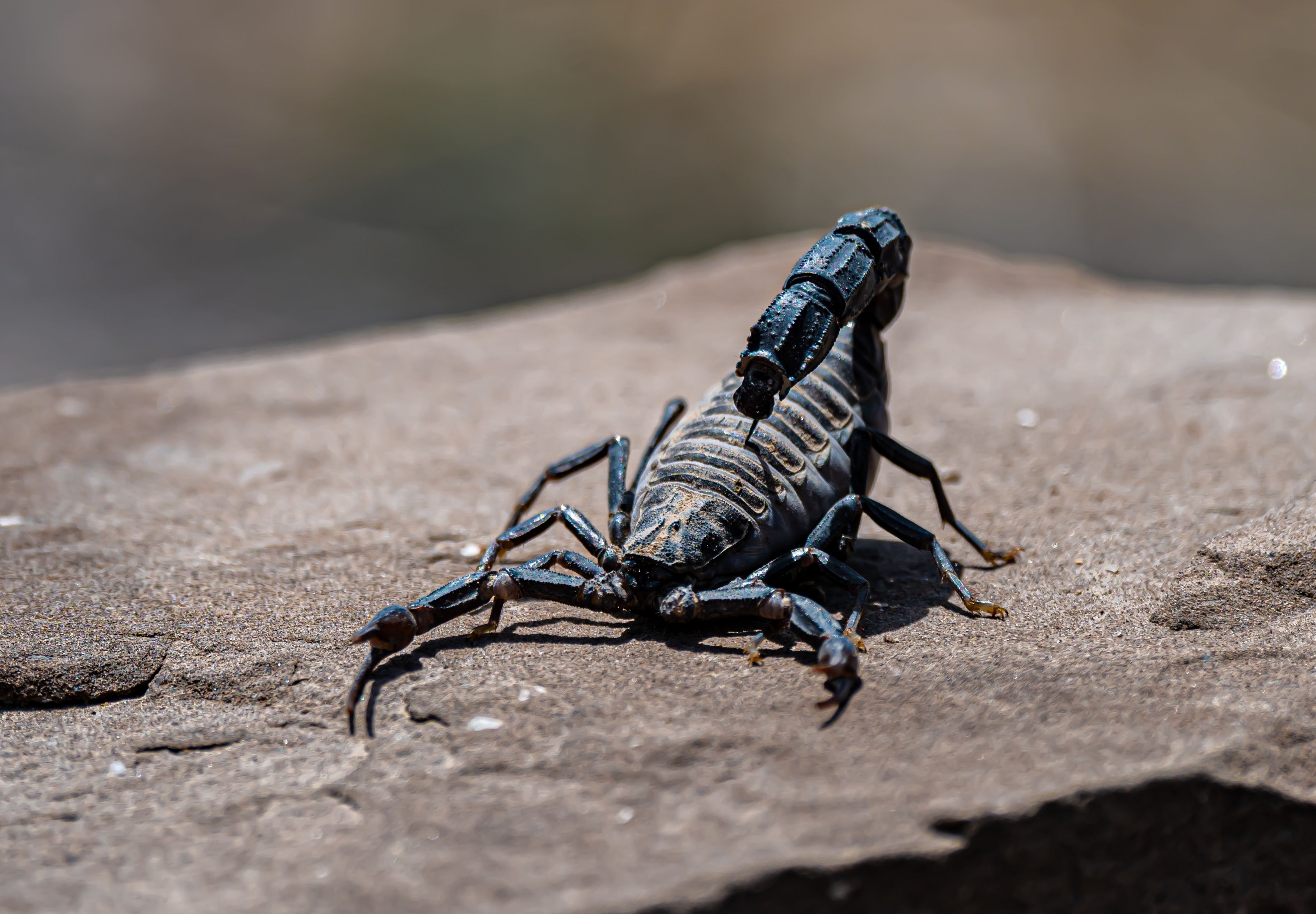 Scorpion on Rocky Surface in Natural Habitats · Free Stock Photo