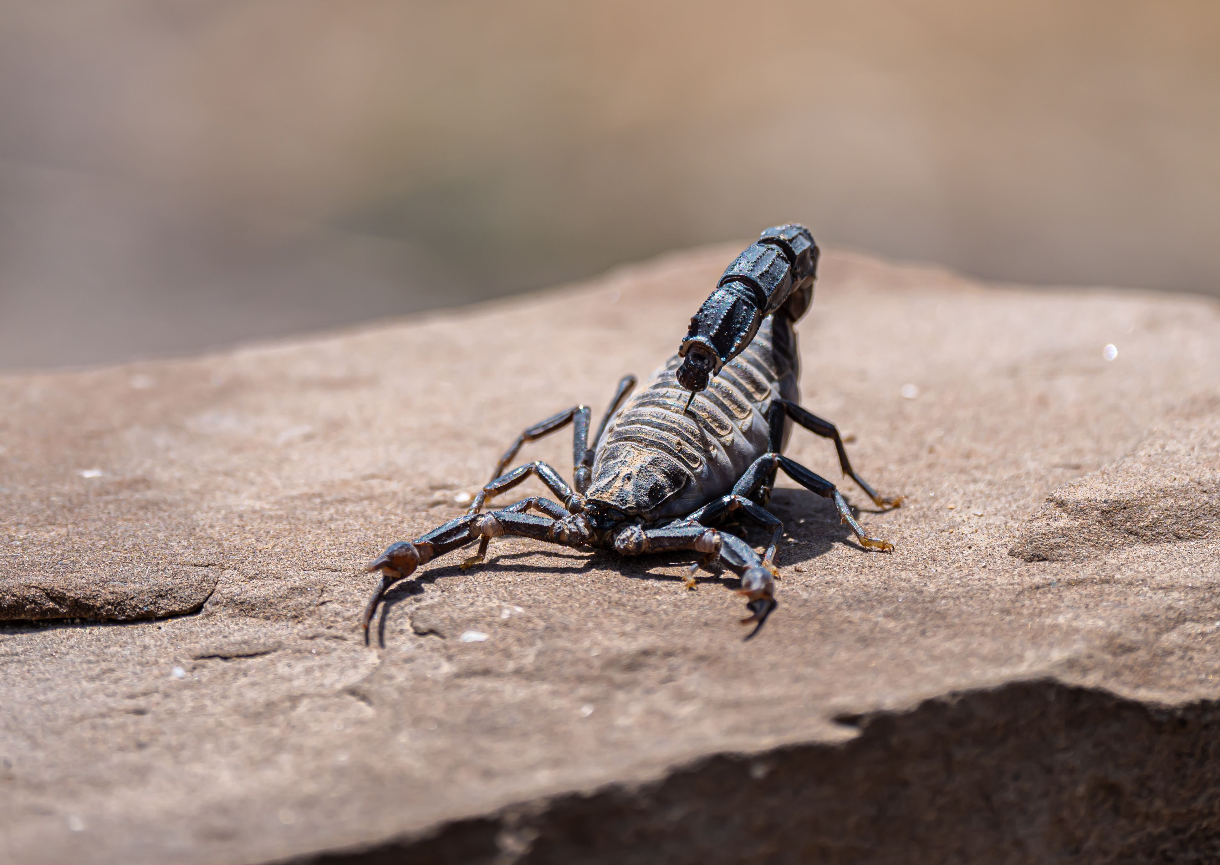 Close-up of Scorpion on Rock in Natural Habitat · Free Stock Photo