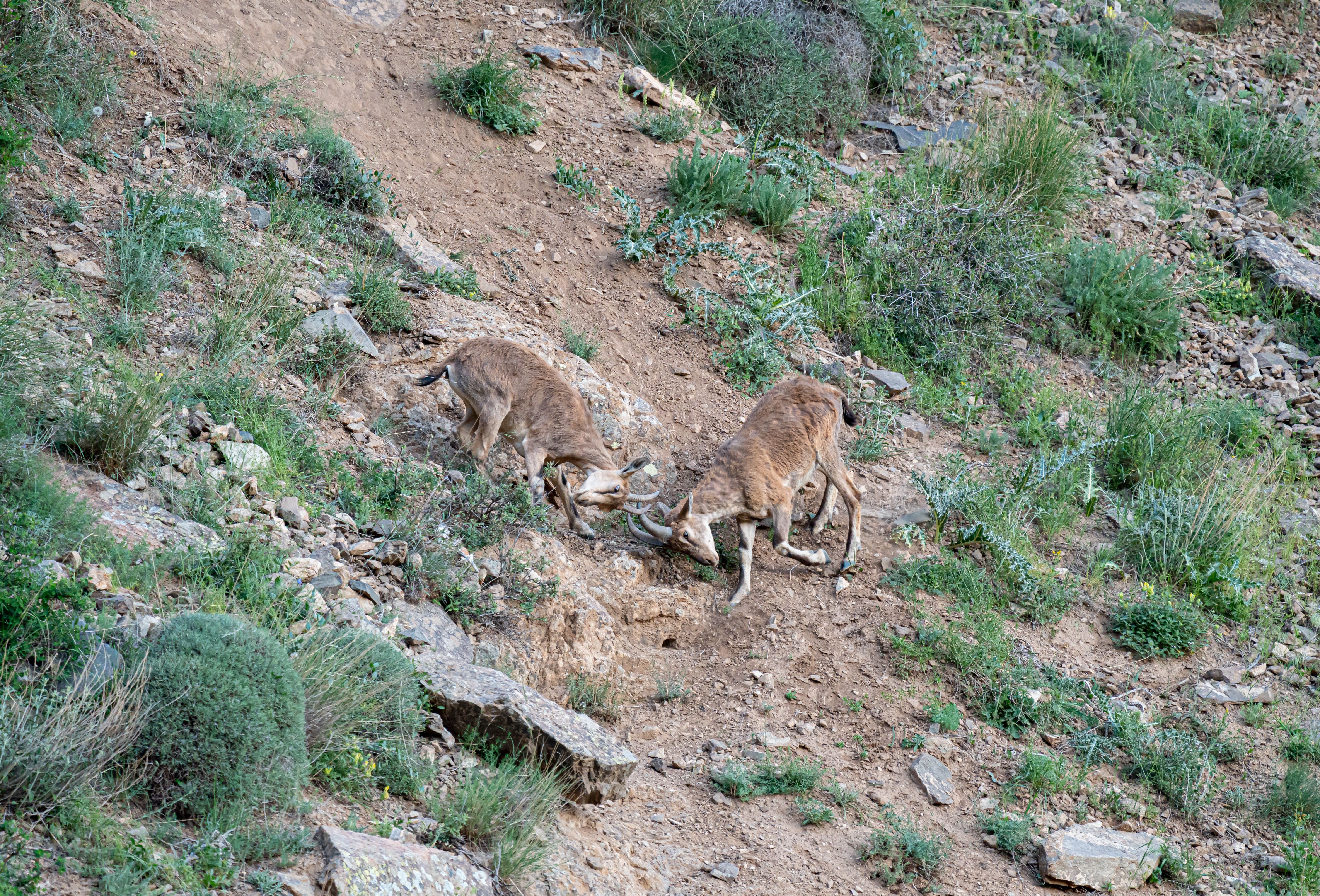 Cabras Montesas Luchando En Una Ladera Rocosa · Foto de stock gratuita