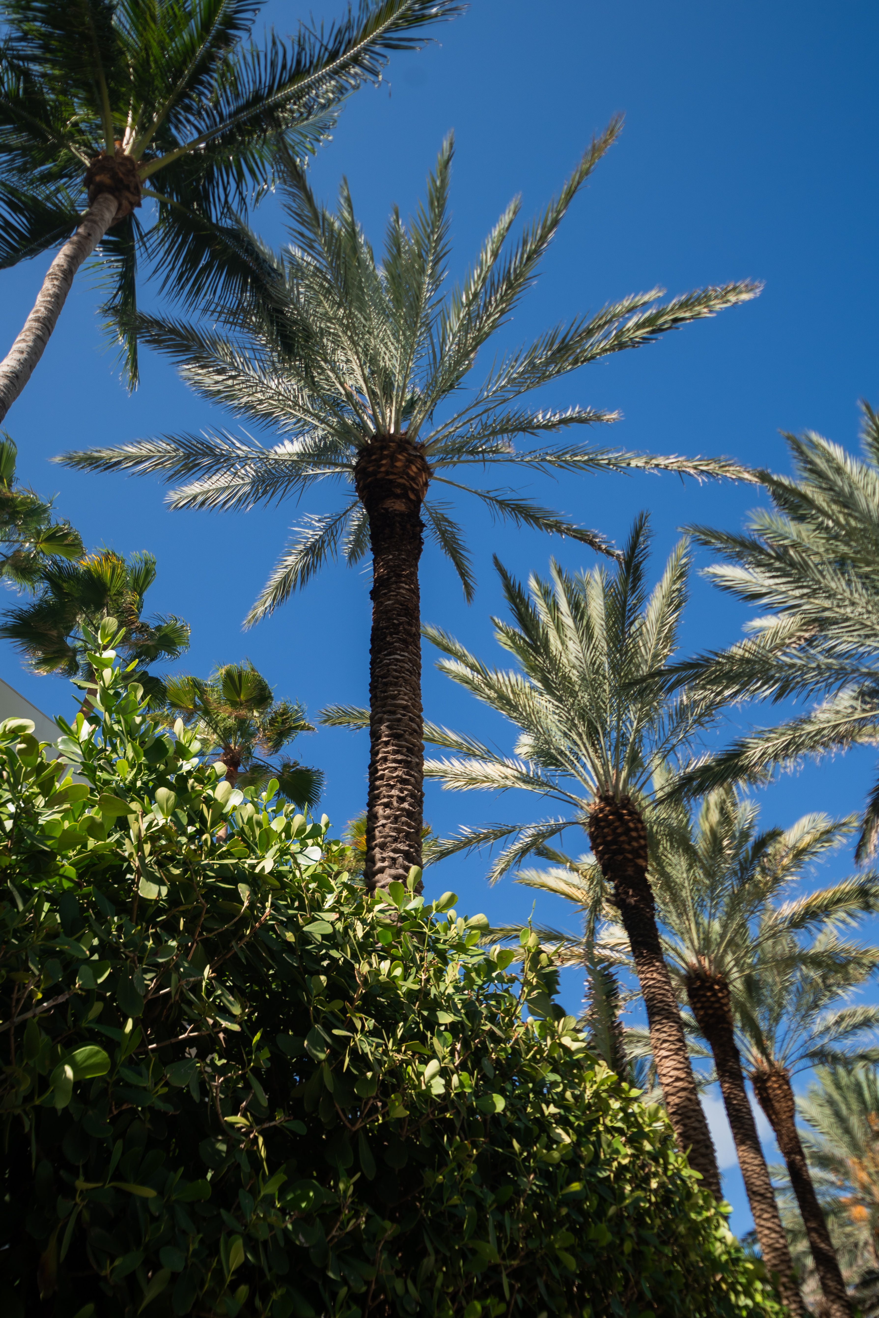 Photo of Palm Trees · Free Stock Photo