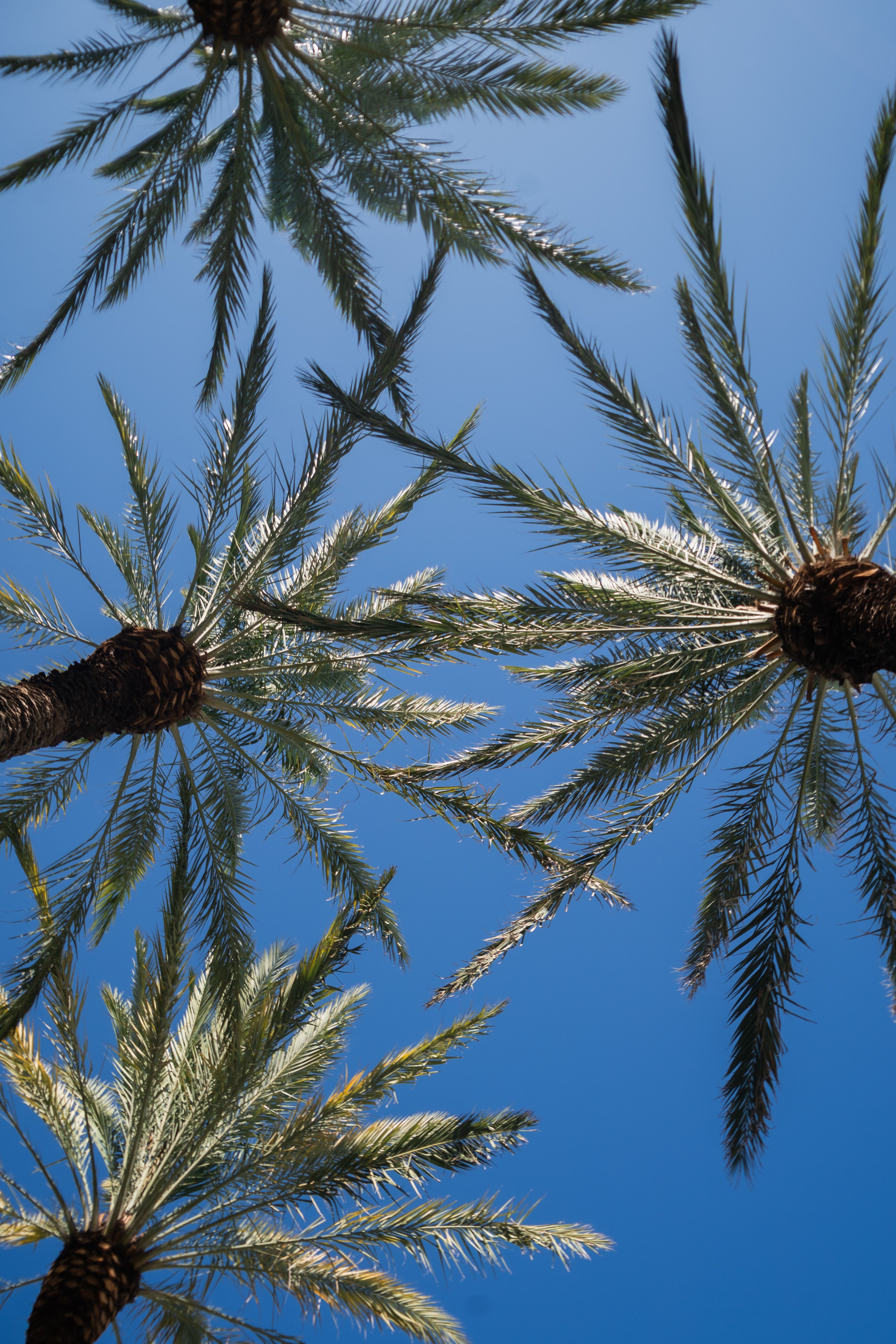 Upward view of palm trees against blue sky · Free Stock Photo