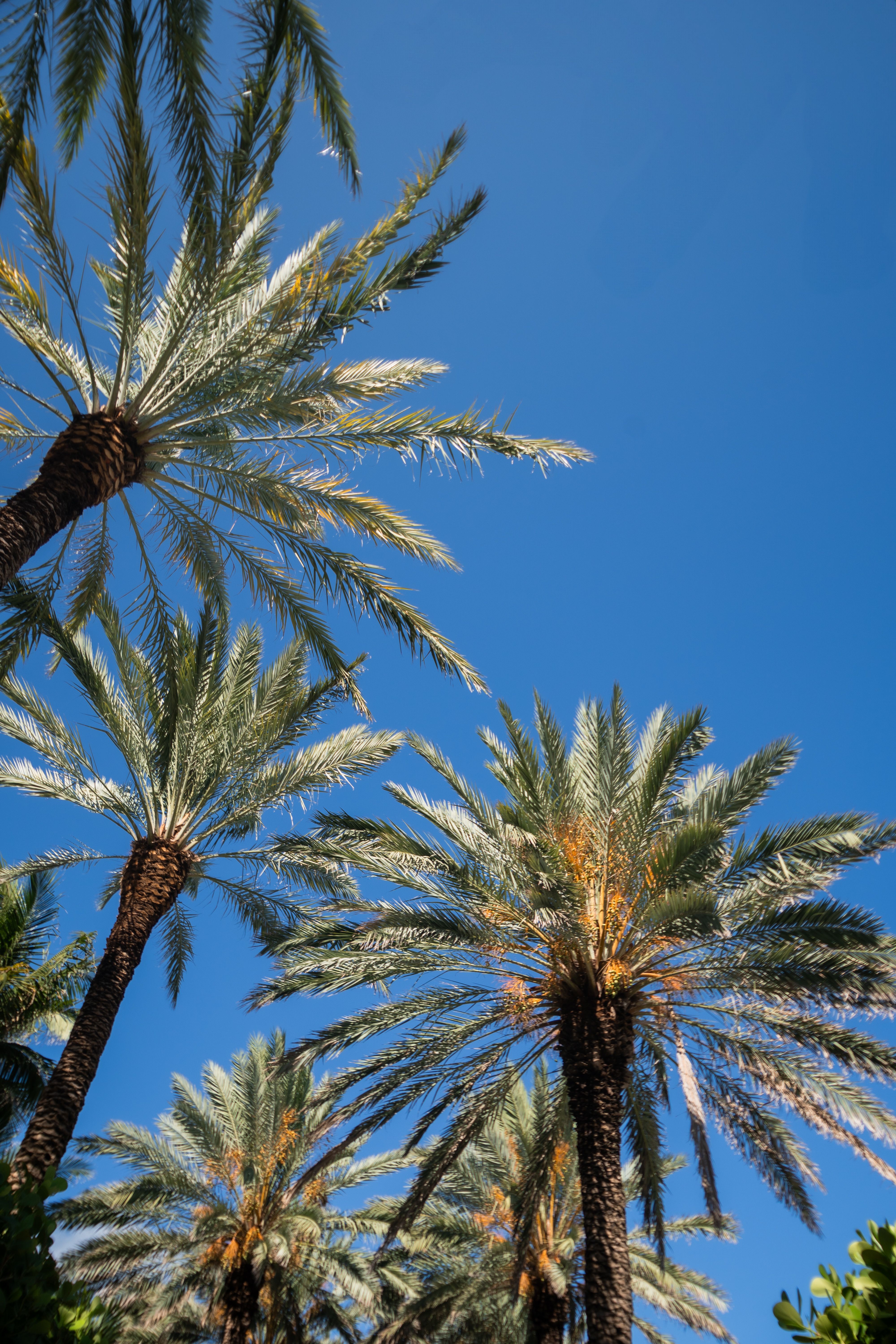 Photo of Palm Trees · Free Stock Photo