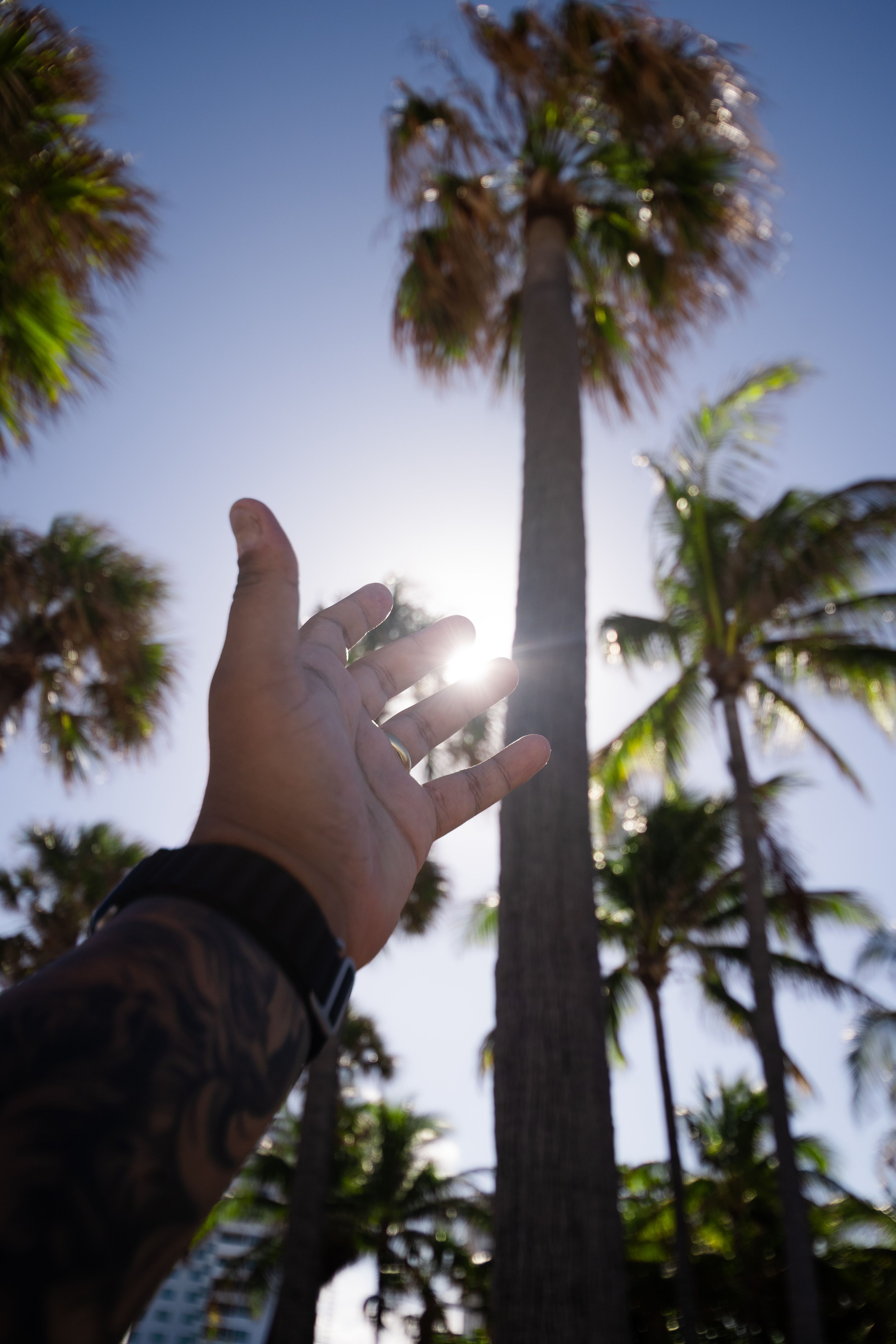 Sun Through Trees Photos, Download The BEST Free Sun Through Trees ...