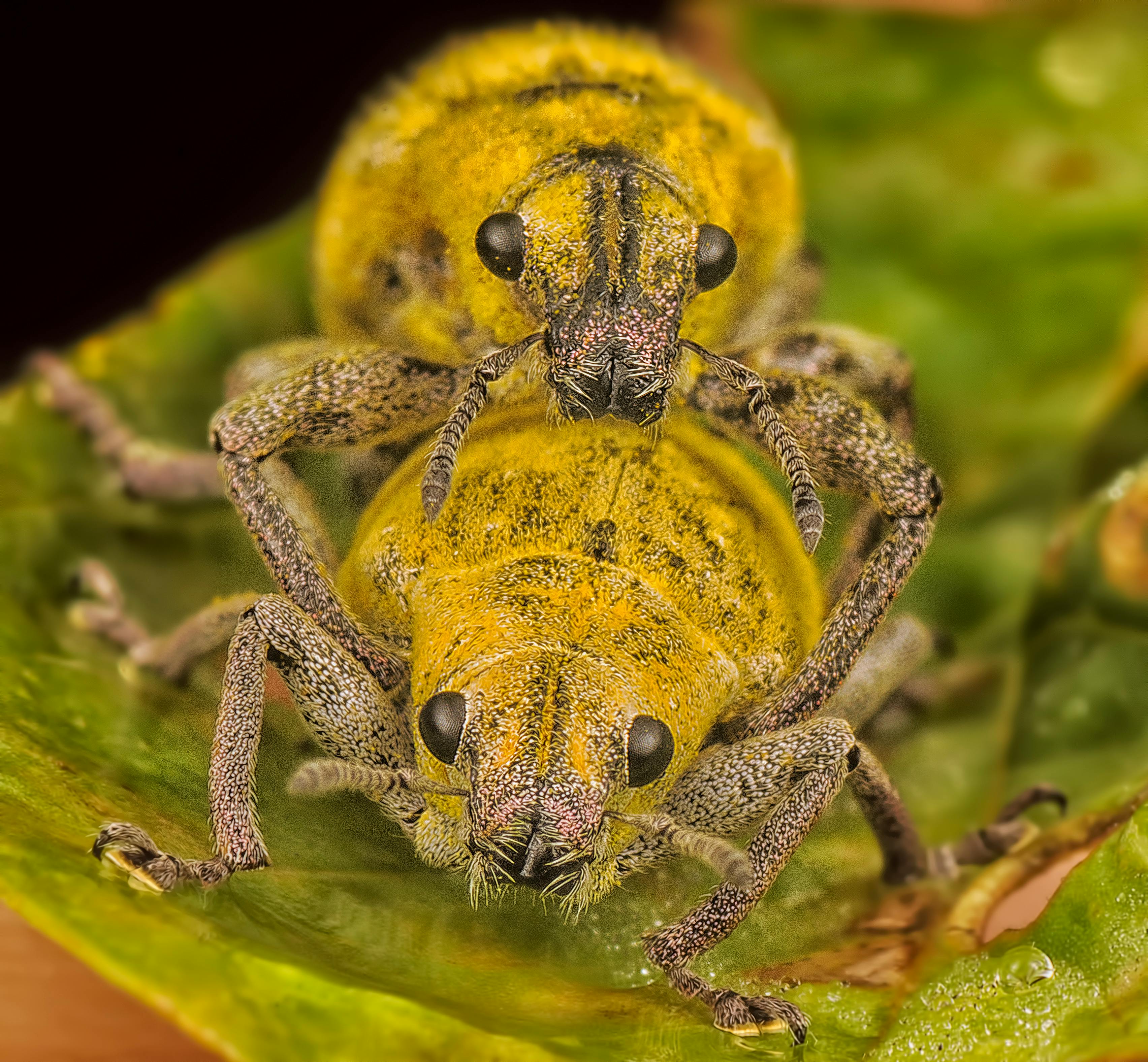 Close-up of Two Yellow Weevils on Leaf · Free Stock Photo