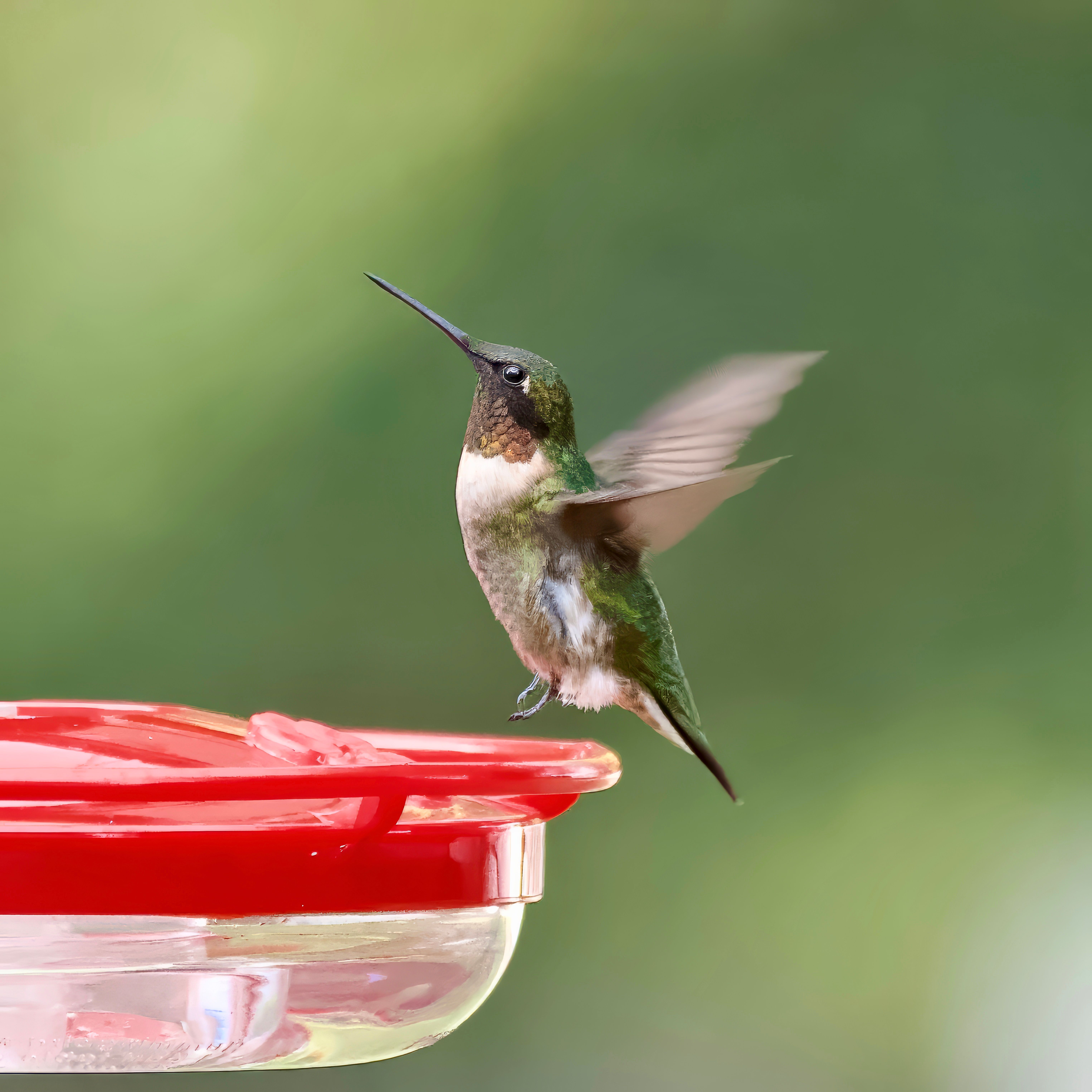 Close-up of Ruby-throated Hummingbird at Feeder · Free Stock Photo