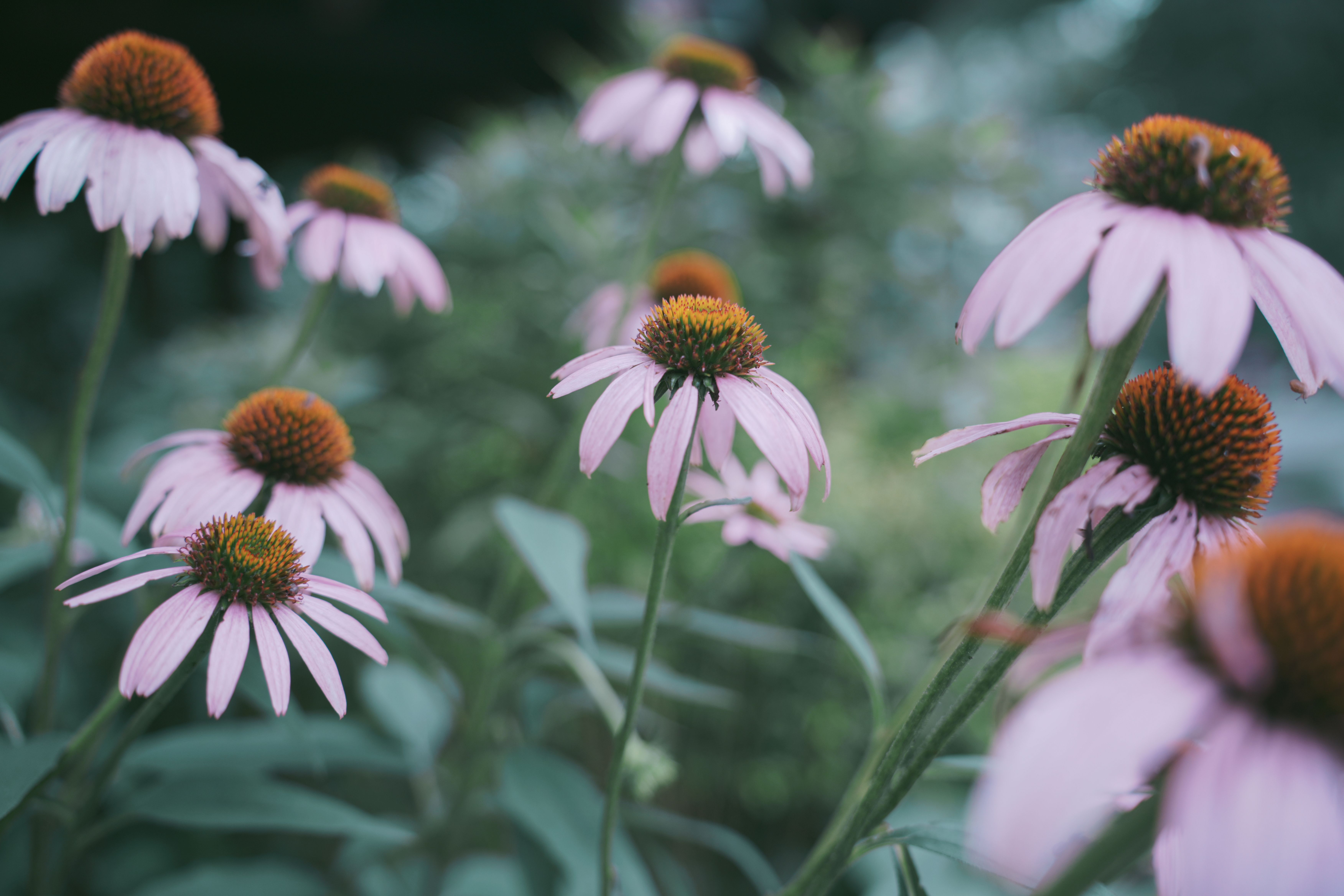 Beautiful Pink Coneflowers in Bloom Outdoors · Free Stock Photo