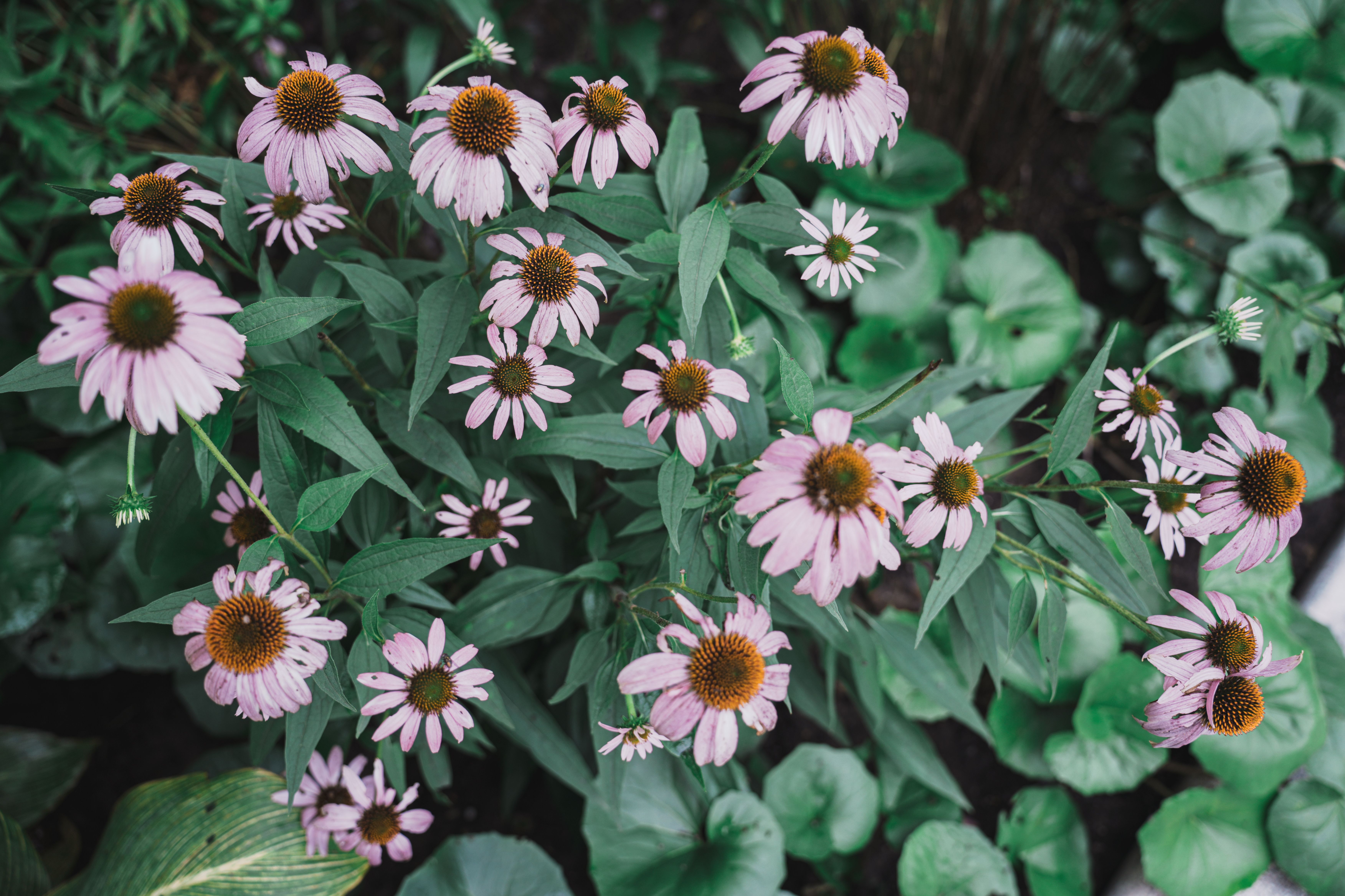 Close-up of Coneflowers Growing in a Garden · Free Stock Photo