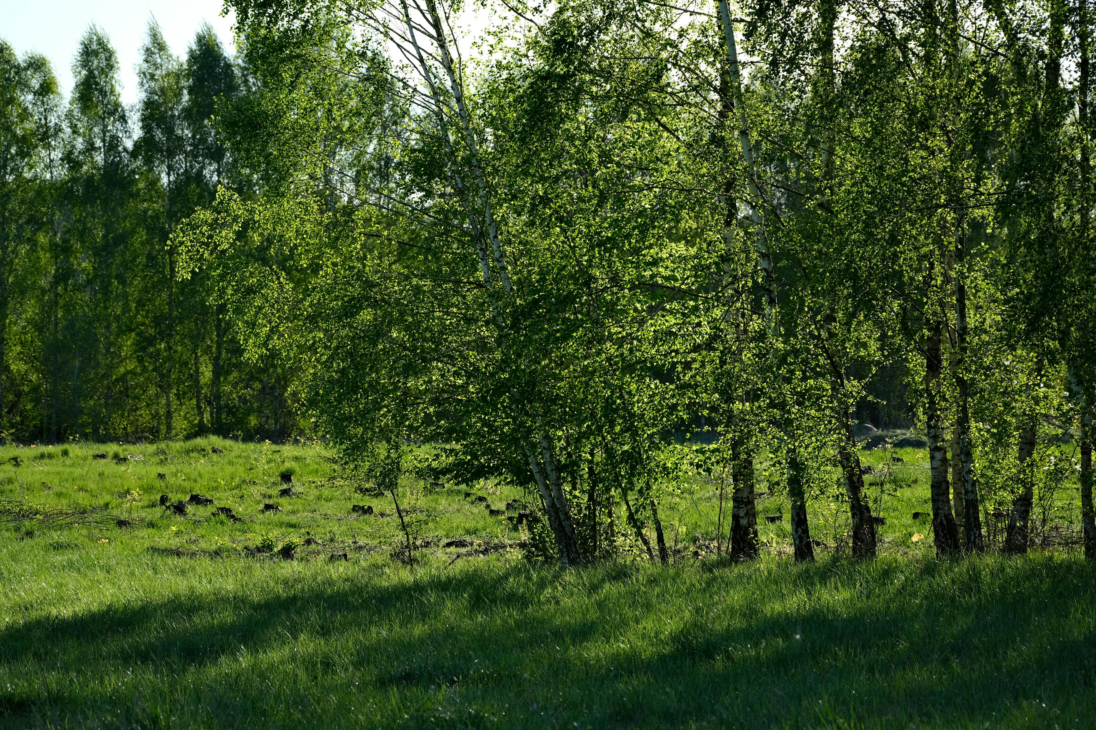 Photosynthesis Grass Photos, Download The BEST Free Photosynthesis ...