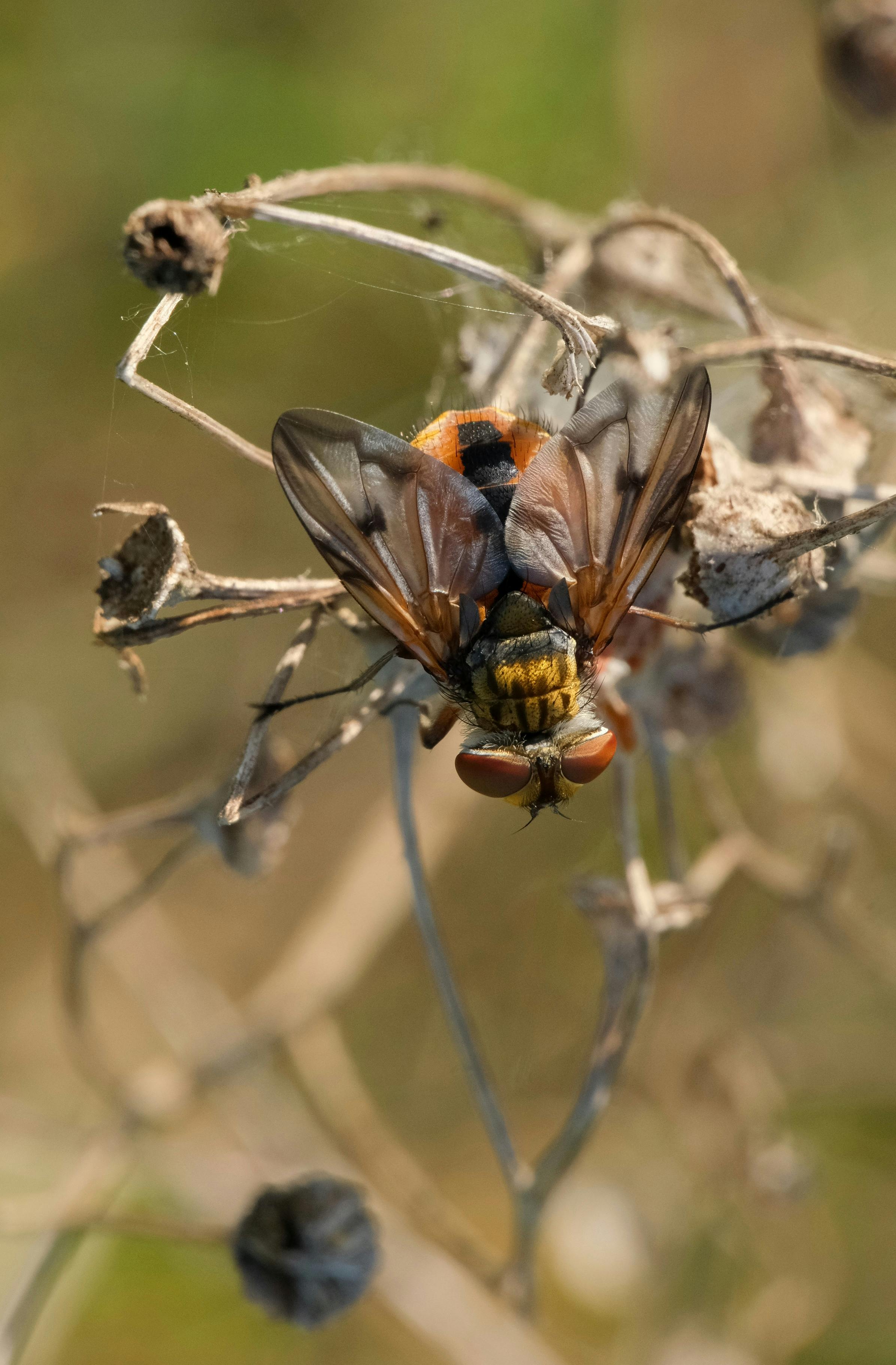 Hairy+Camel+Toe Photos, Download The BEST Free Hairy+Camel+Toe Stock ...