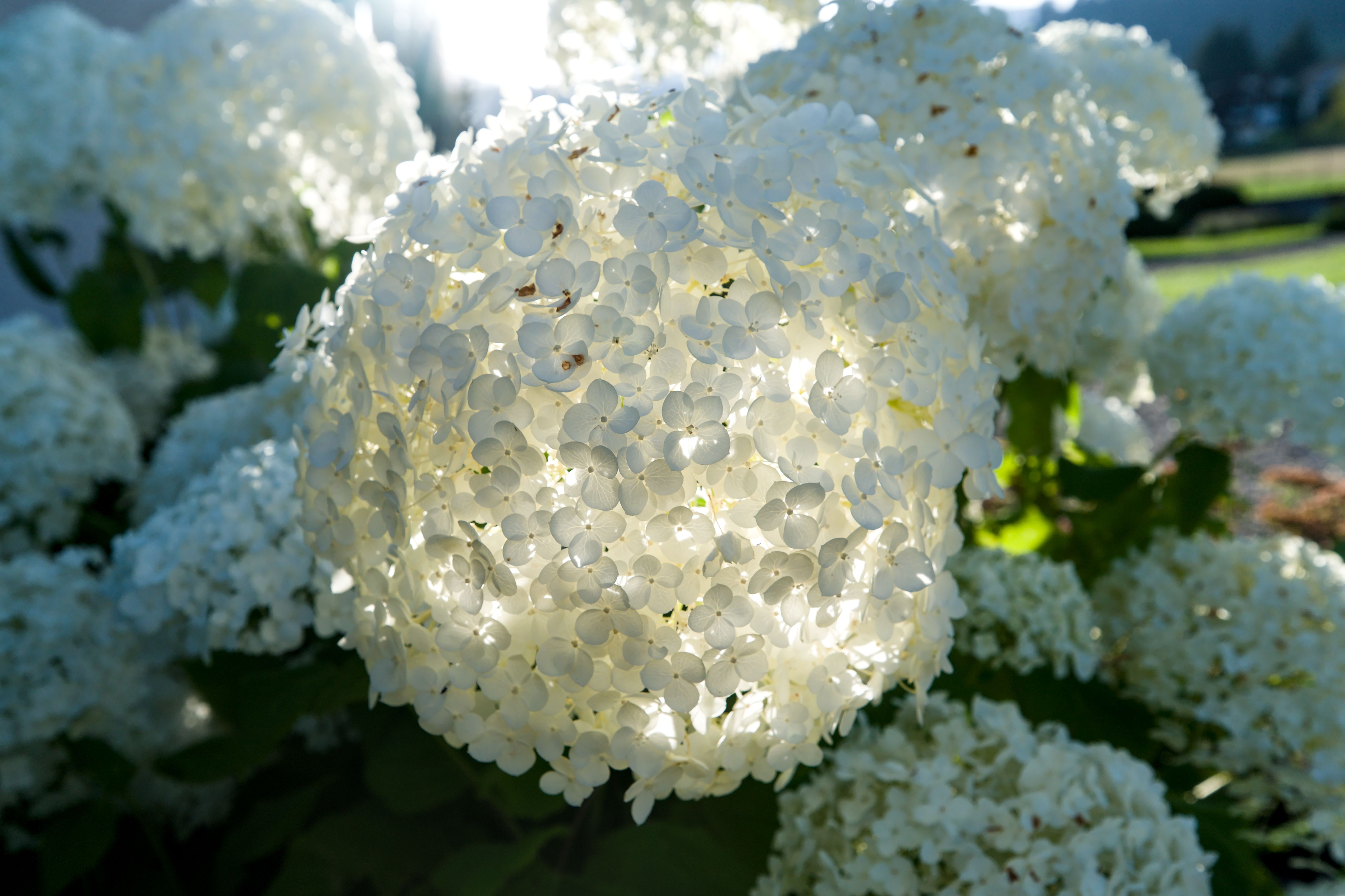 Lush White Hydrangea Blooms in Sunlit Garden · Free Stock Photo