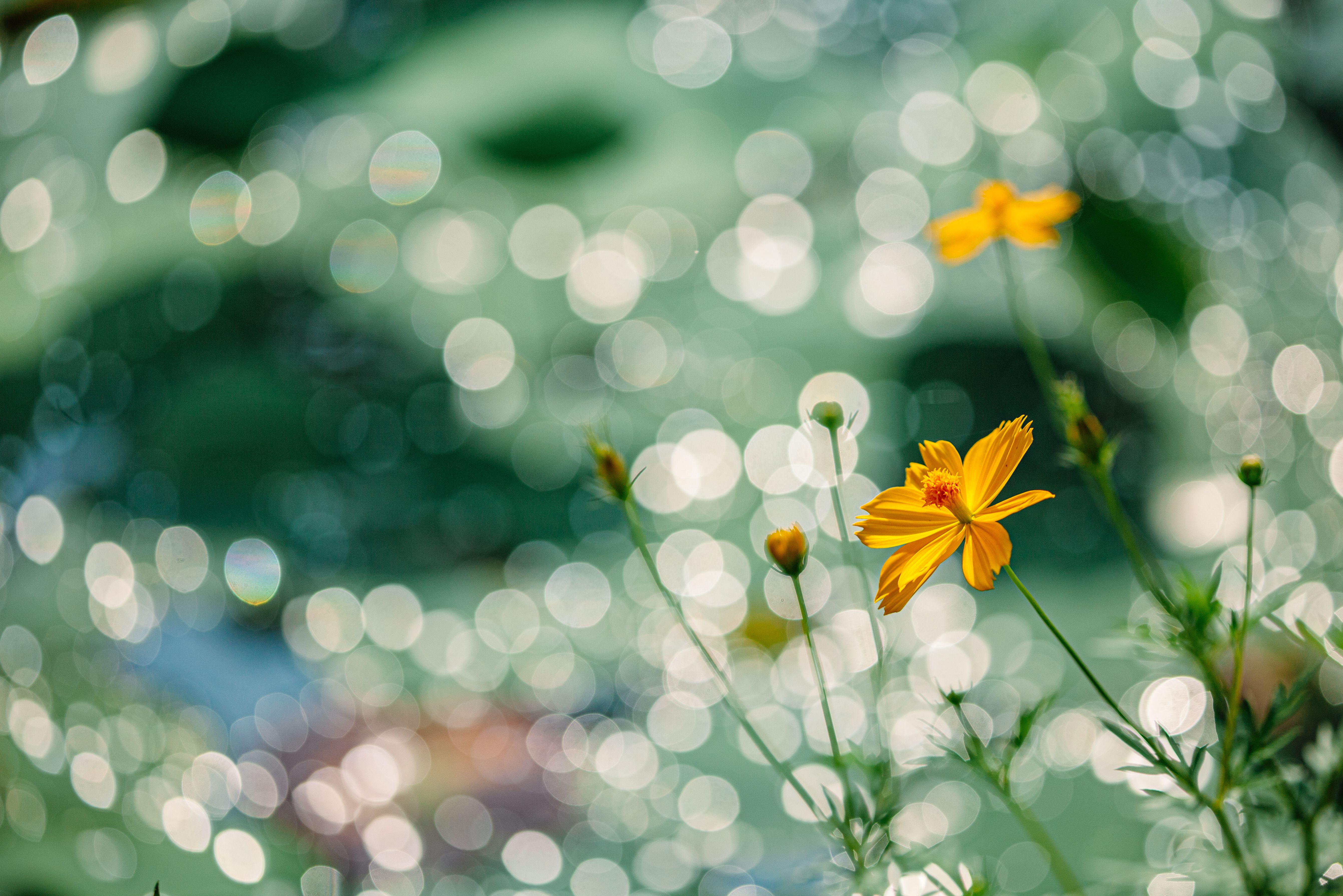 Roblox Flower Photos, Download The BEST Free Roblox Flower Stock Photos ...