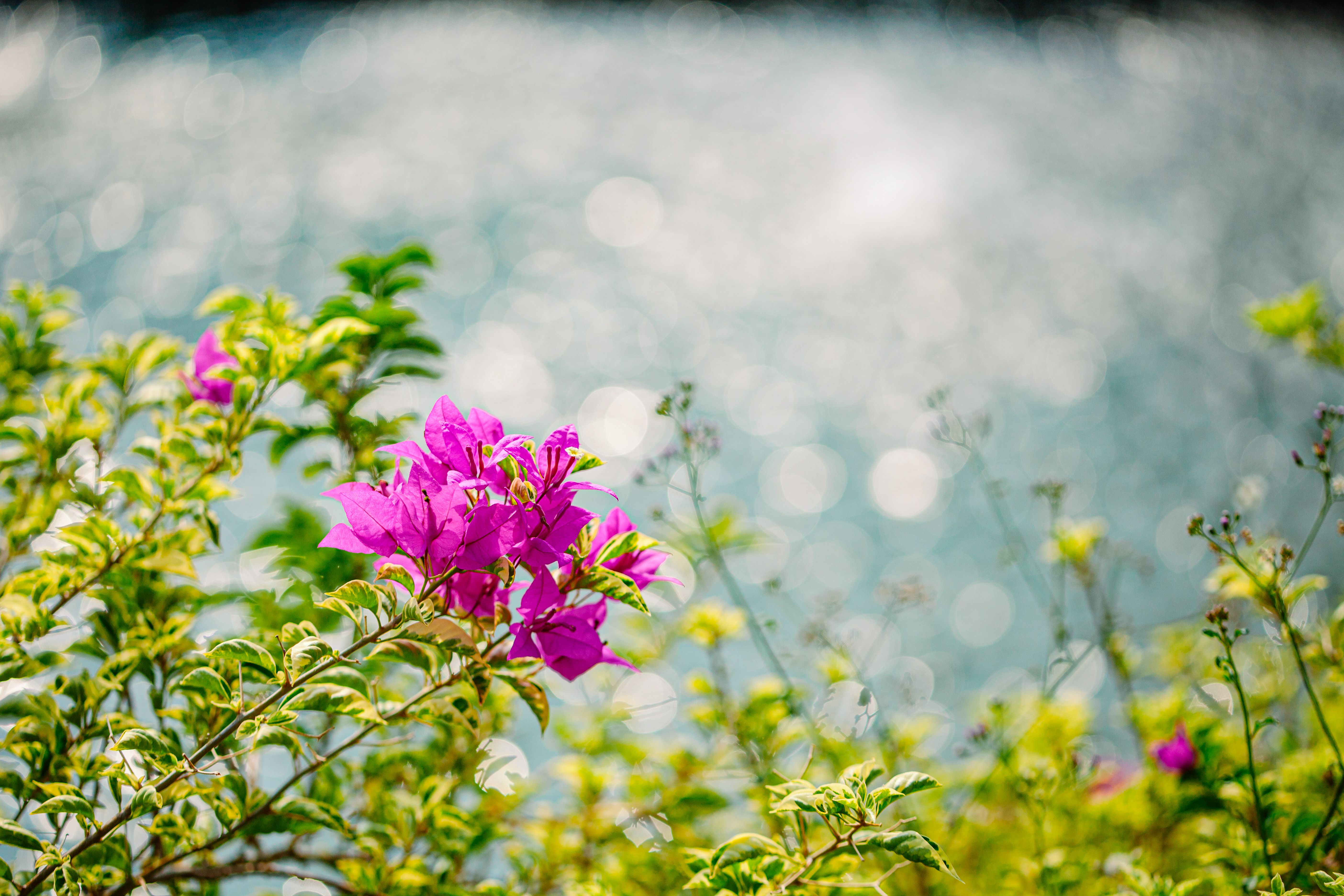Flowers Dslr Background Photos, Download The BEST Free Flowers Dslr ...