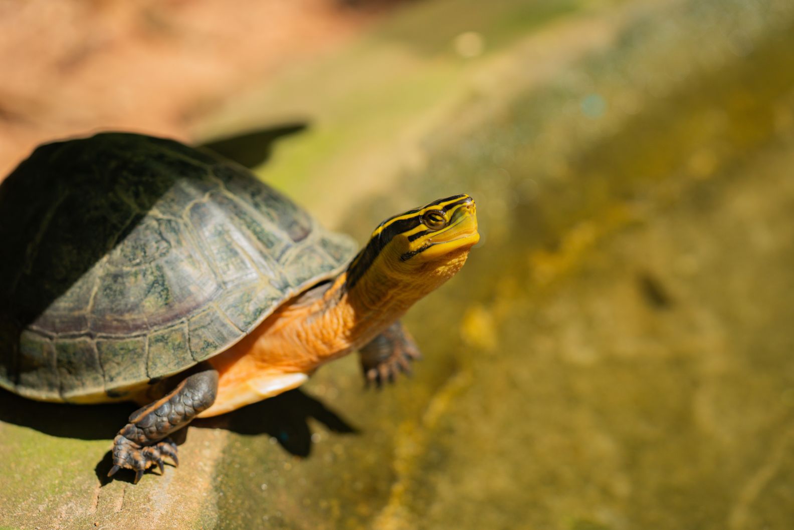 Trionychidae Softshell Turtles: Habitats and Simple Guide