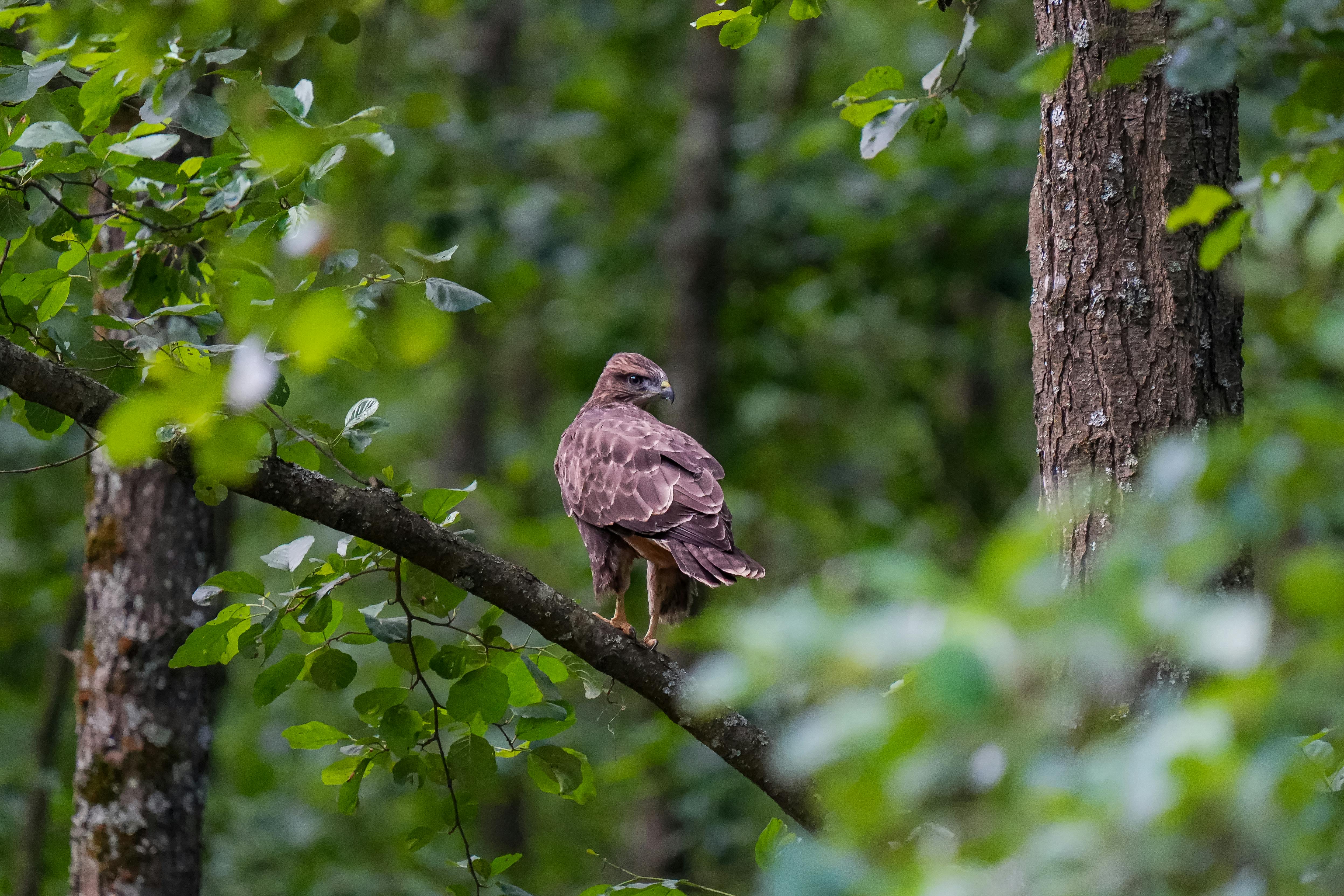 Wild Hawk in Dense Forest Setting · Free Stock Photo