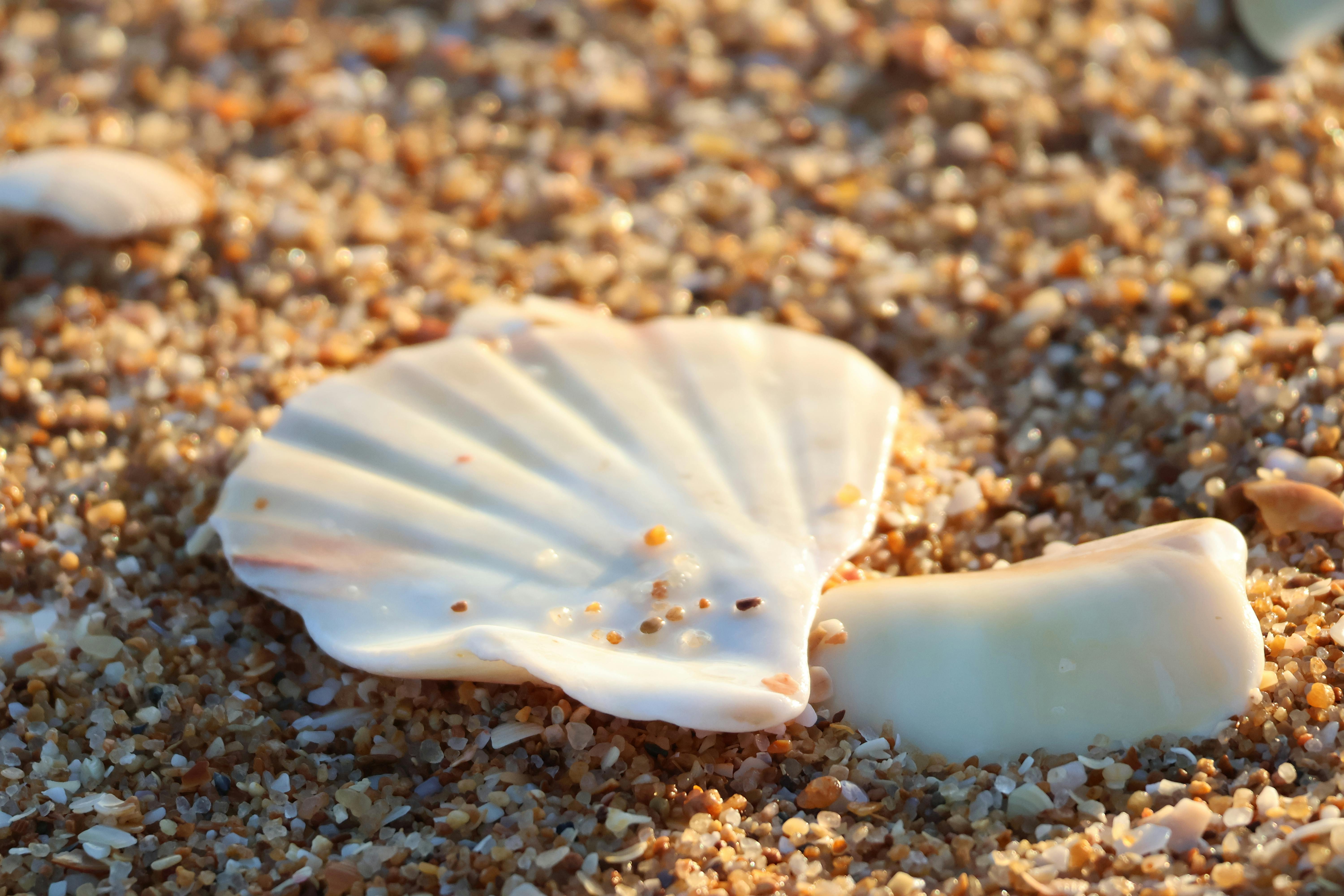 Seashell Photos, Download The BEST Free Seashell Stock Photos & HD Images