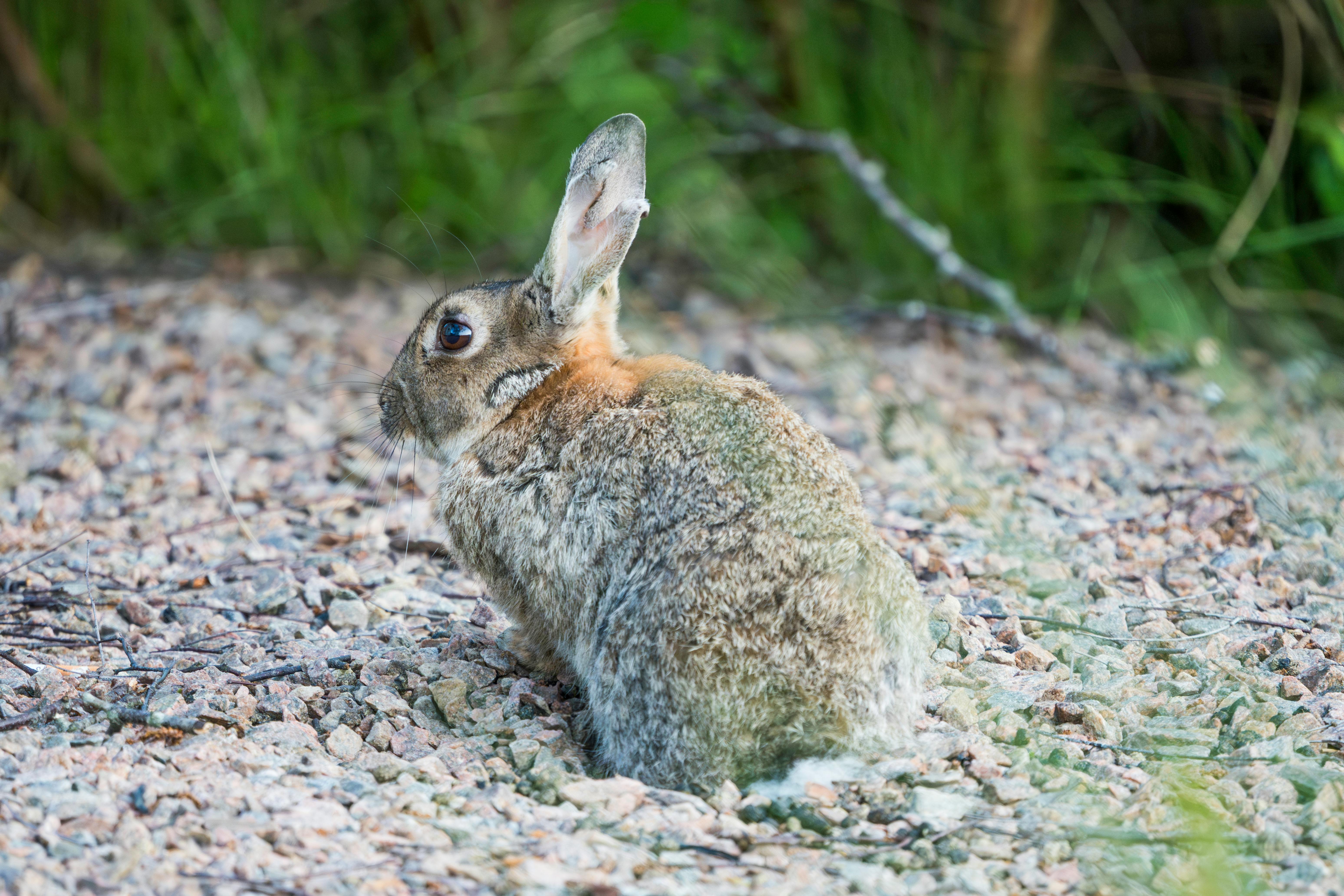 Wild Rabbit Sitting on Gravel Pathway · Free Stock Photo