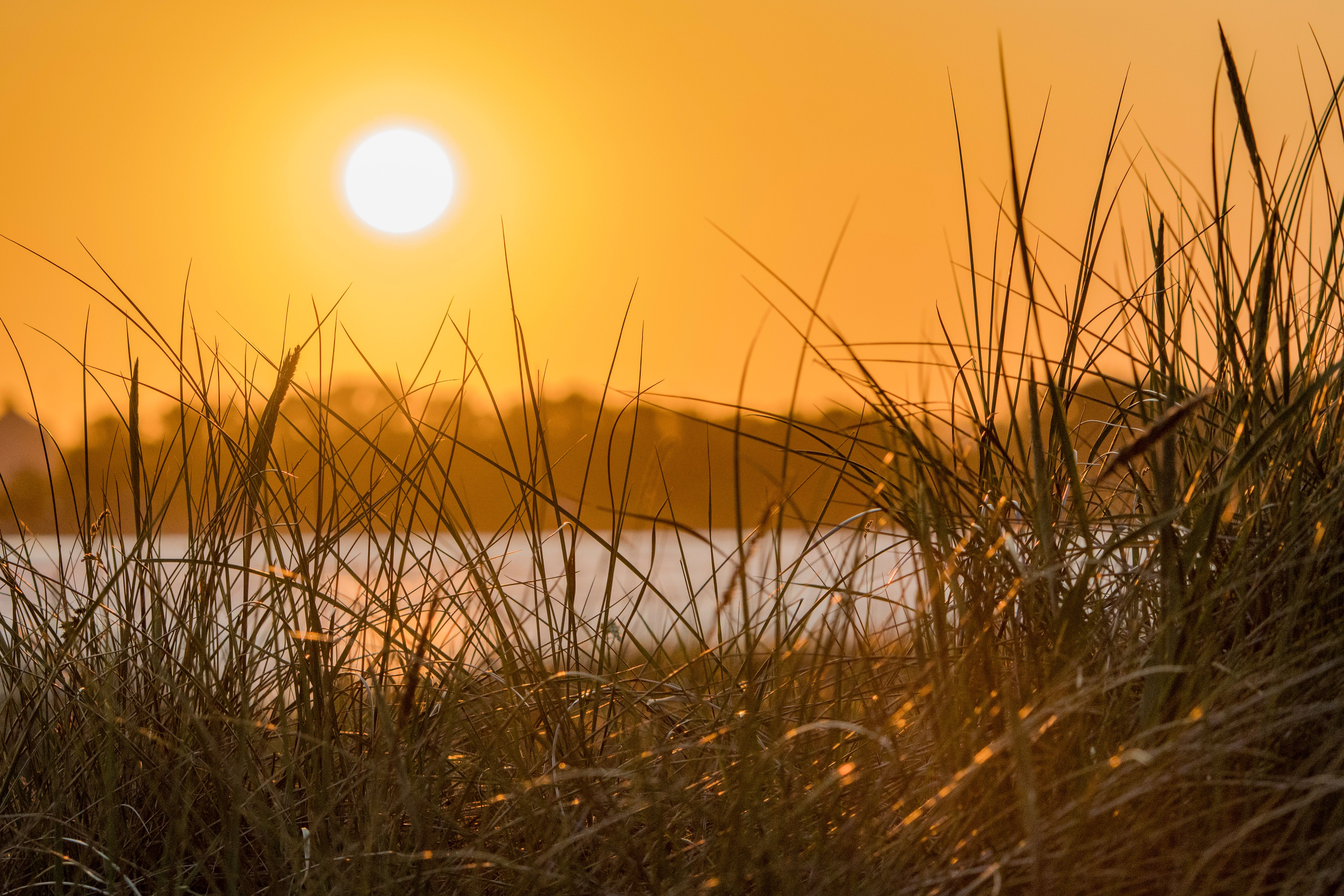 Serene Sunset Over a Grassy Shoreline · Free Stock Photo