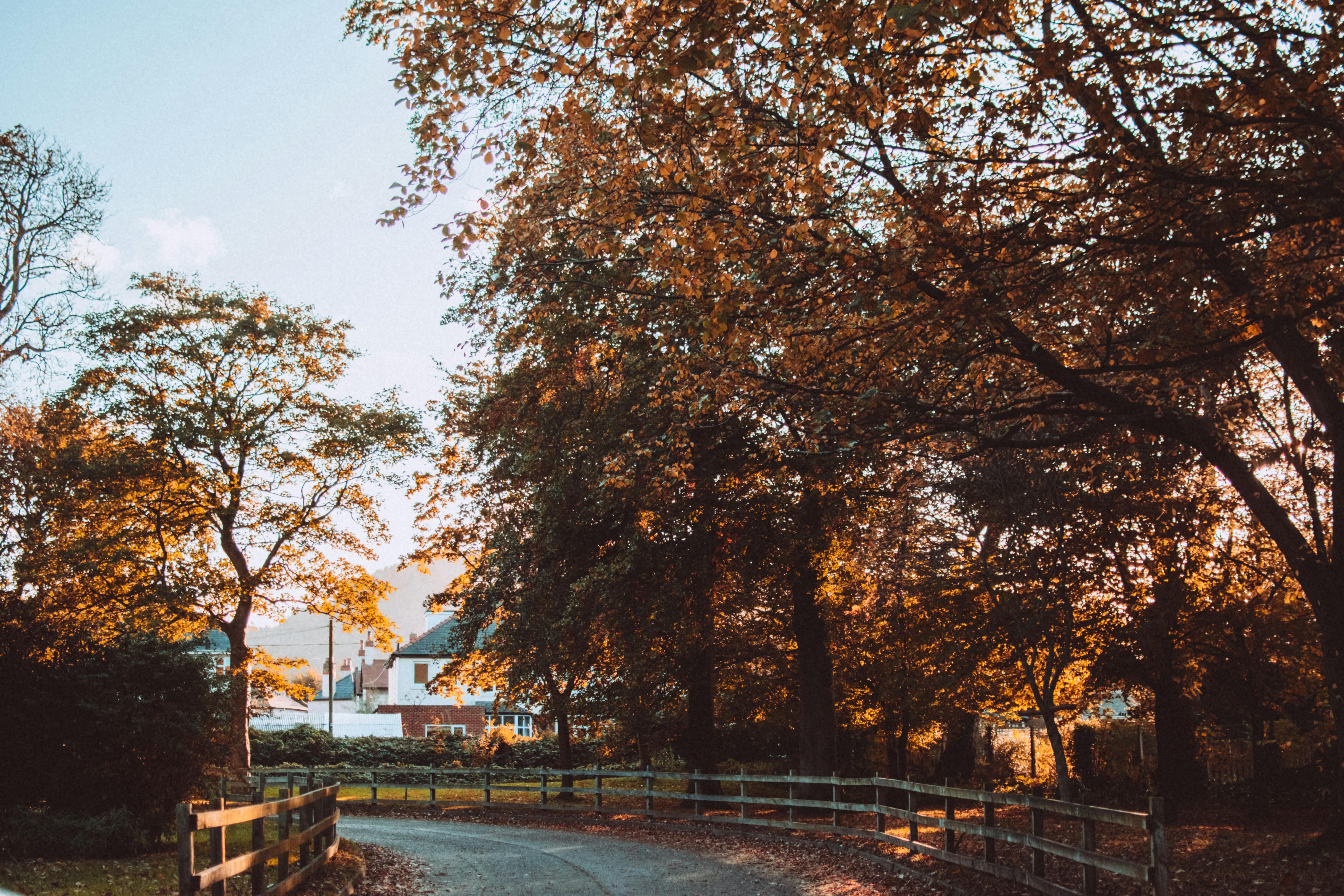 Photo of Trees During Fall · Free Stock Photo