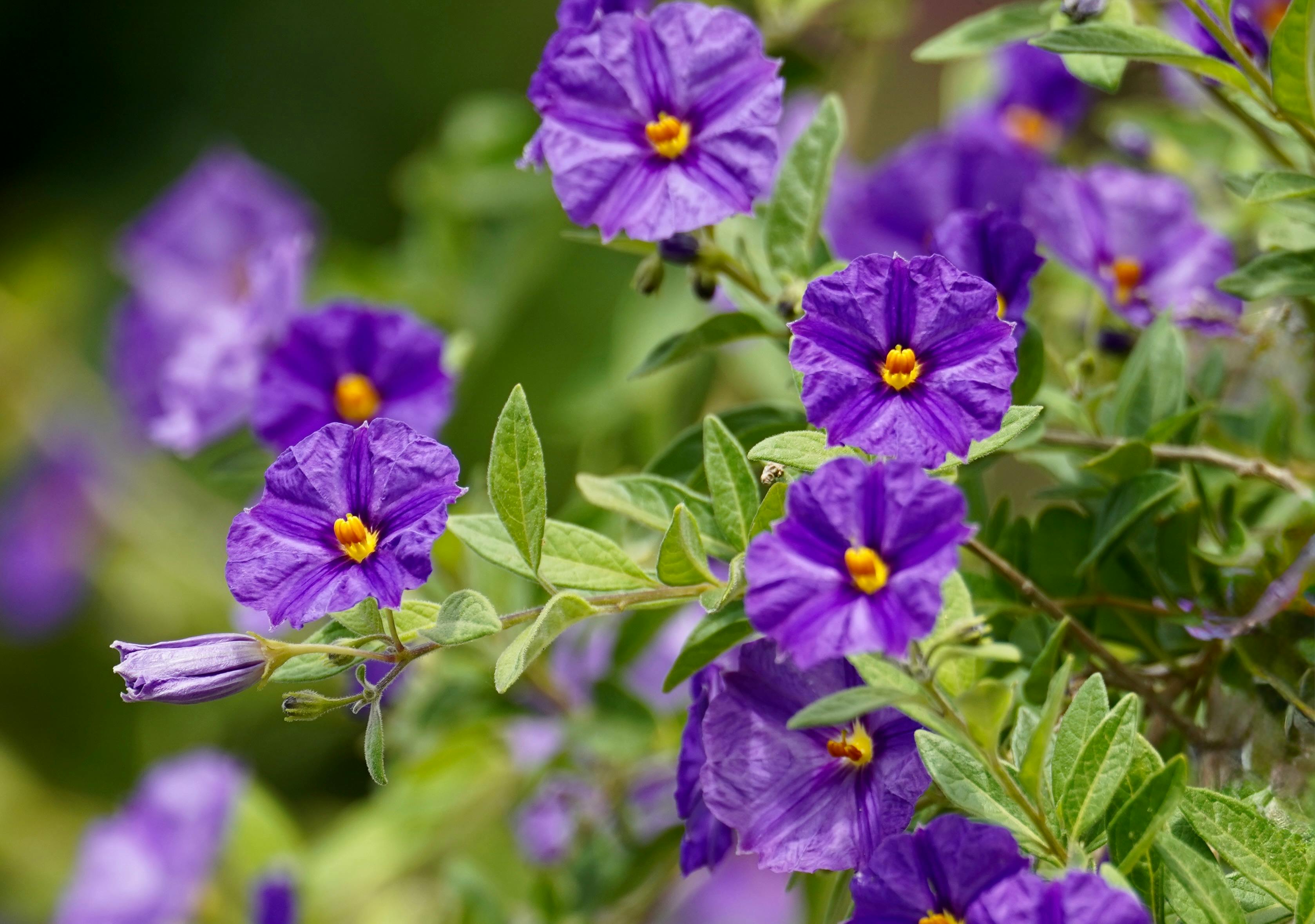 European Nightshade Photos, Download The BEST Free European Nightshade ...