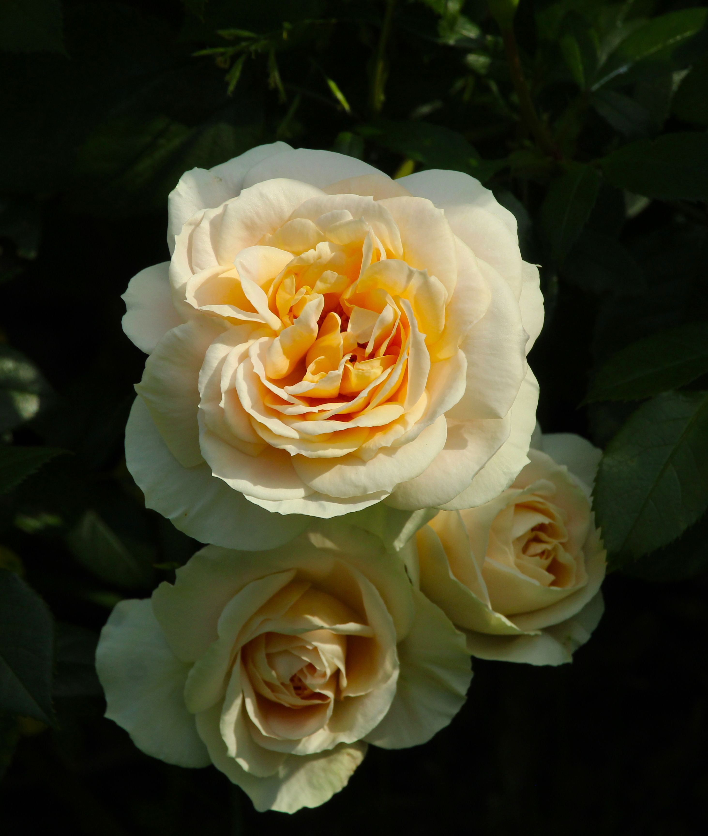 Elegant Yellow Roses in Full Bloom · Free Stock Photo