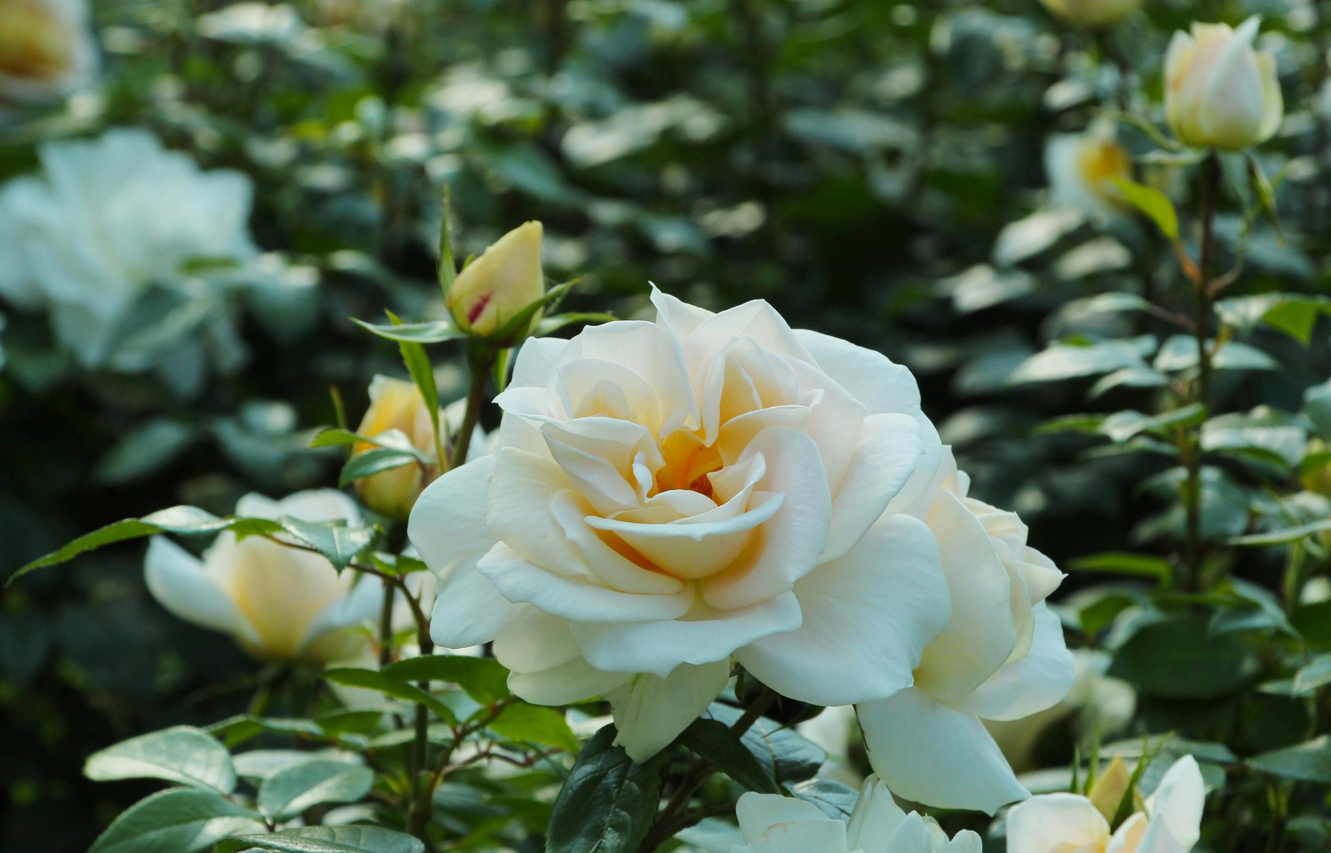 Teen Budding Photos, Download The BEST Free Teen Budding Stock Photos ...