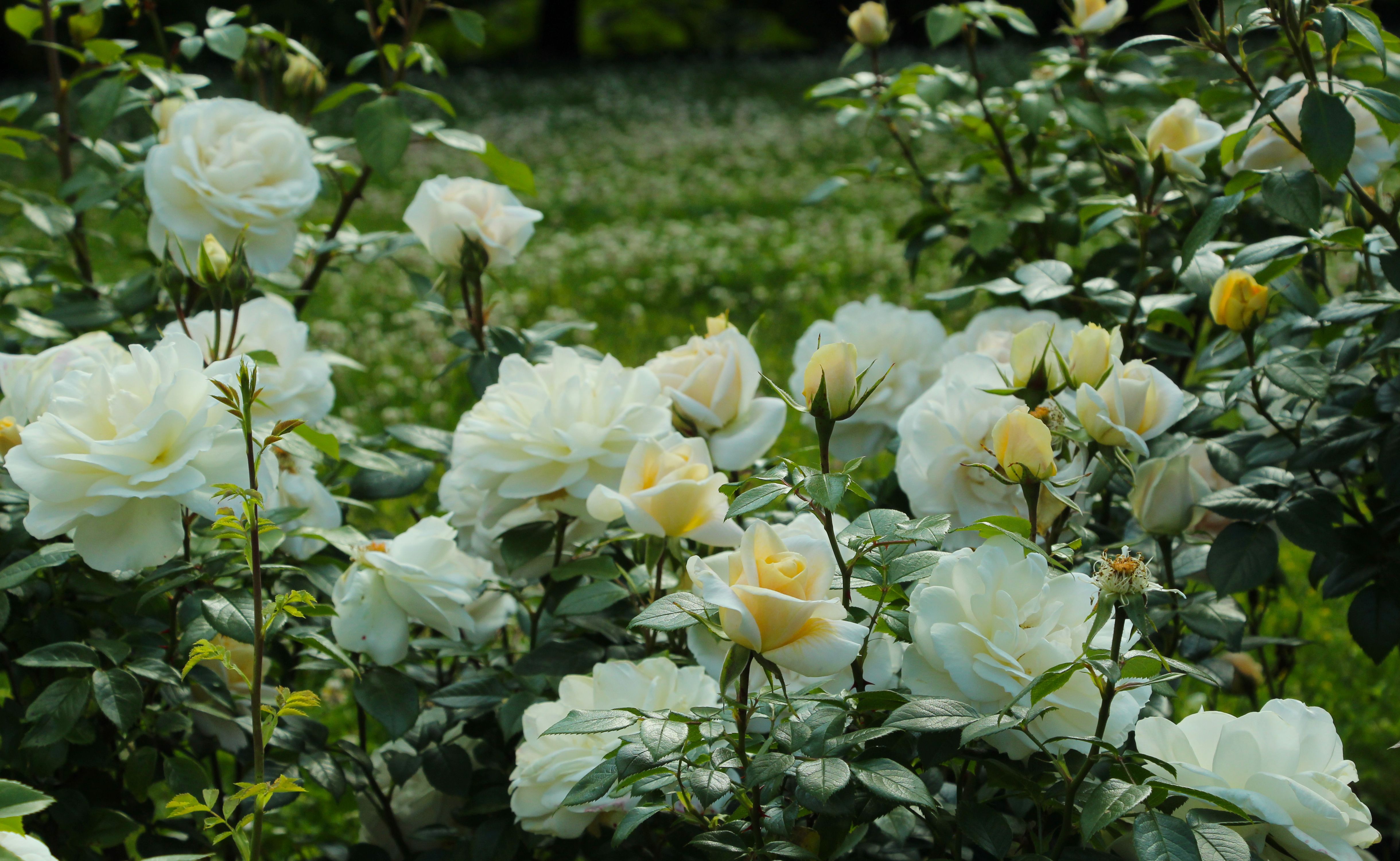 Blooming White Roses in Outdoor Garden · Free Stock Photo