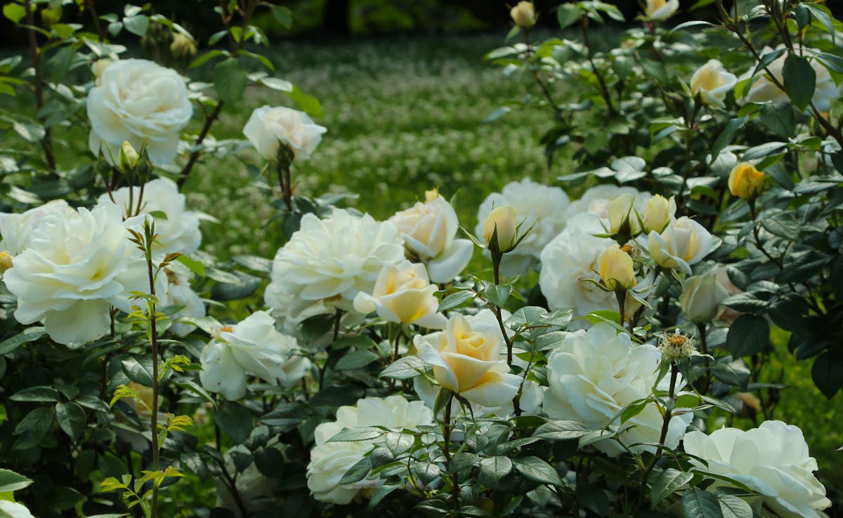 Rose Bush Photos, Download The BEST Free Rose Bush Stock Photos & HD Images