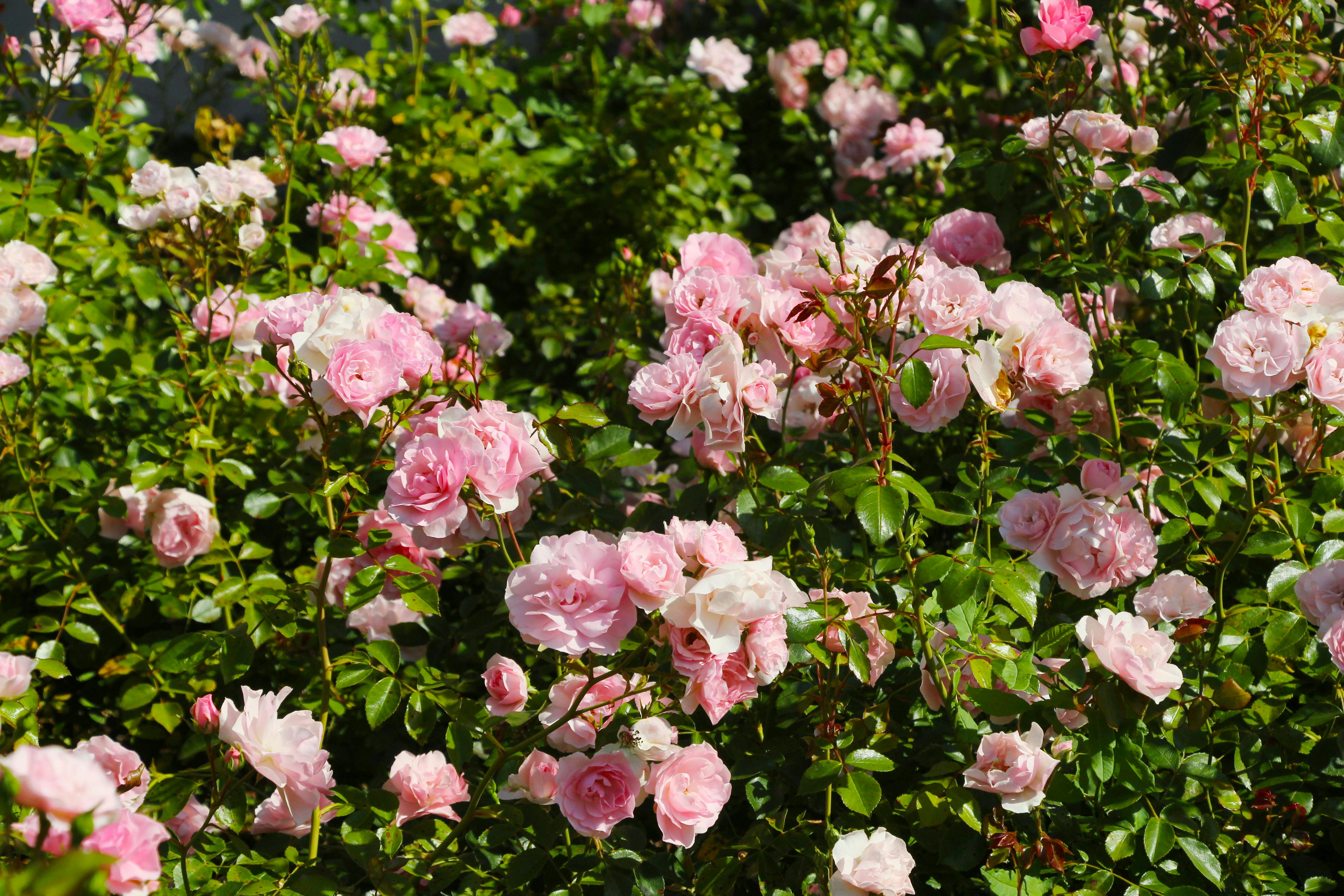 Lush Pink Rose Garden Blooming Outdoors · Free Stock Photo