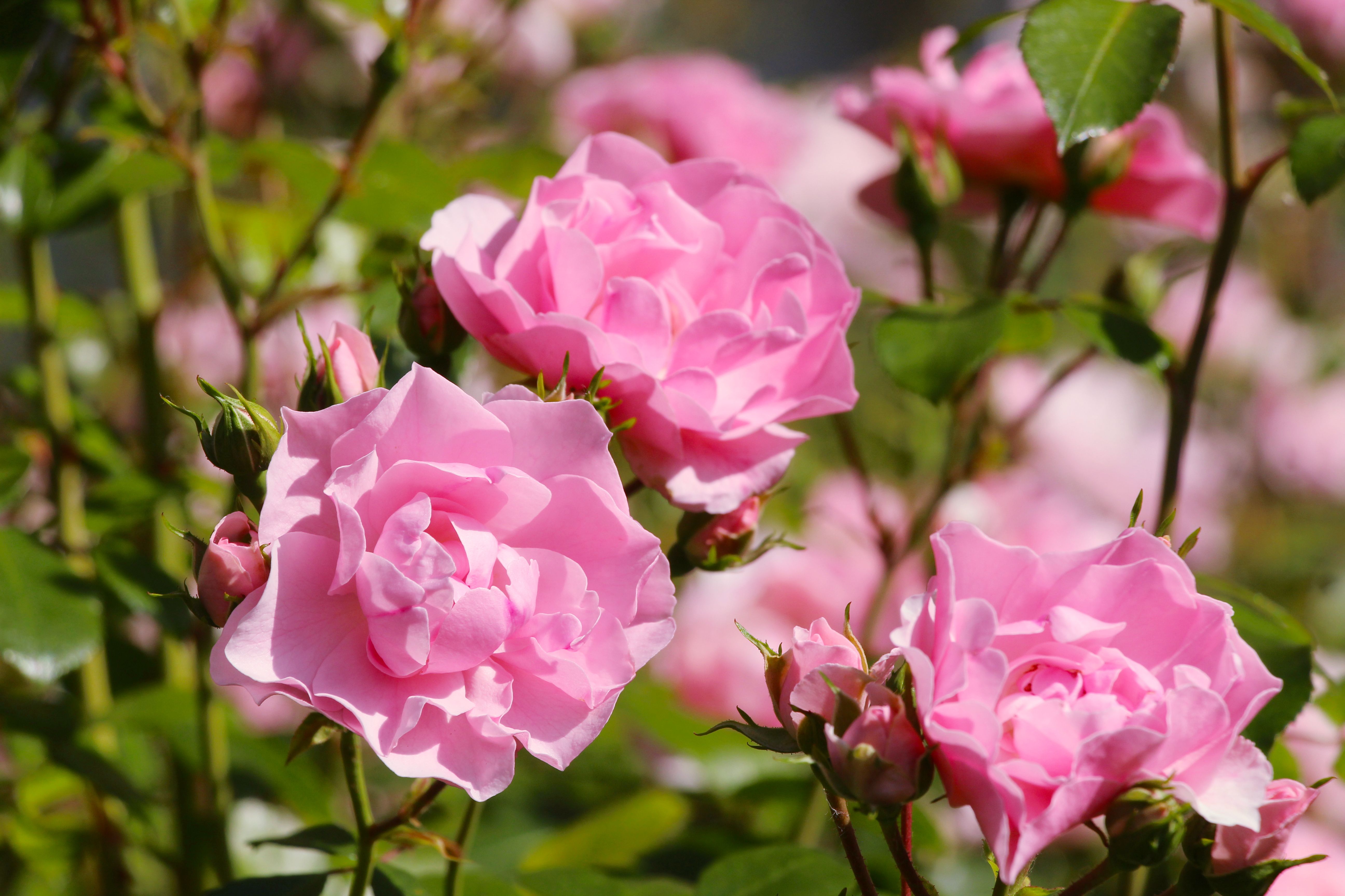 Vibrant Pink Roses in Bright Sunlight · Free Stock Photo