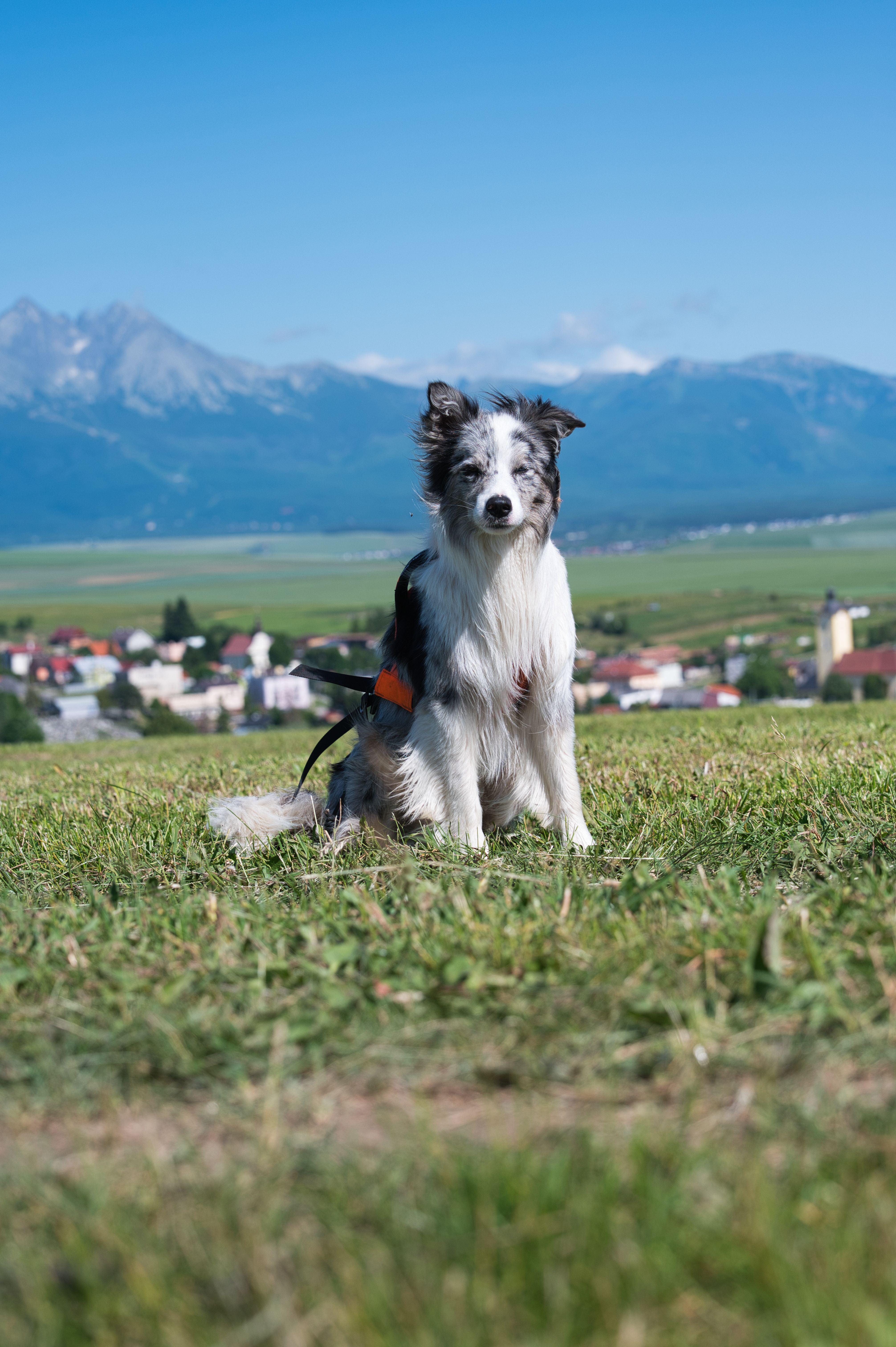 Border Collie in Slovak Countryside Landscape · Free Stock Photo