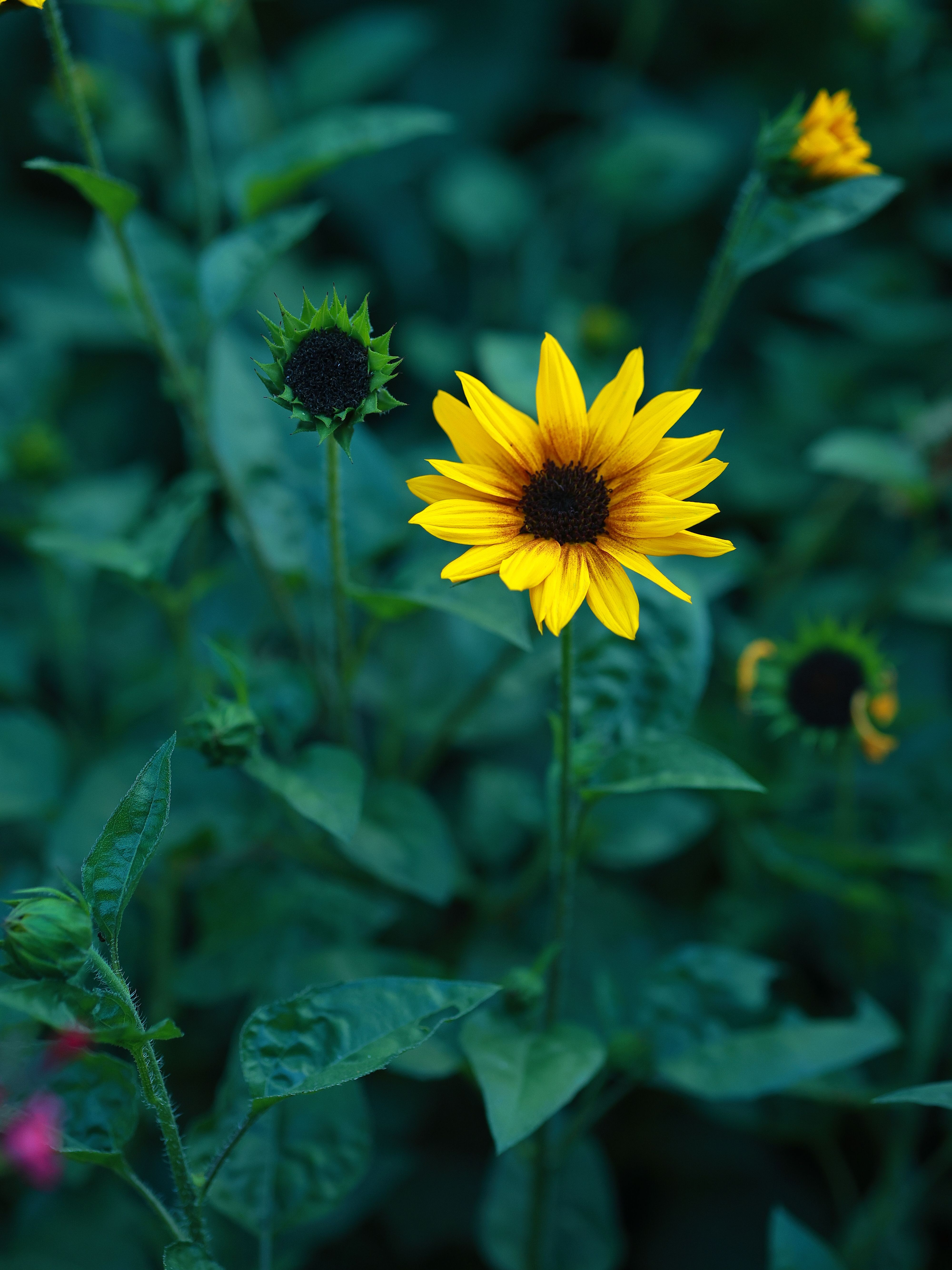 Vibrant Sunflower Bloom in Lush Greenery · Free Stock Photo