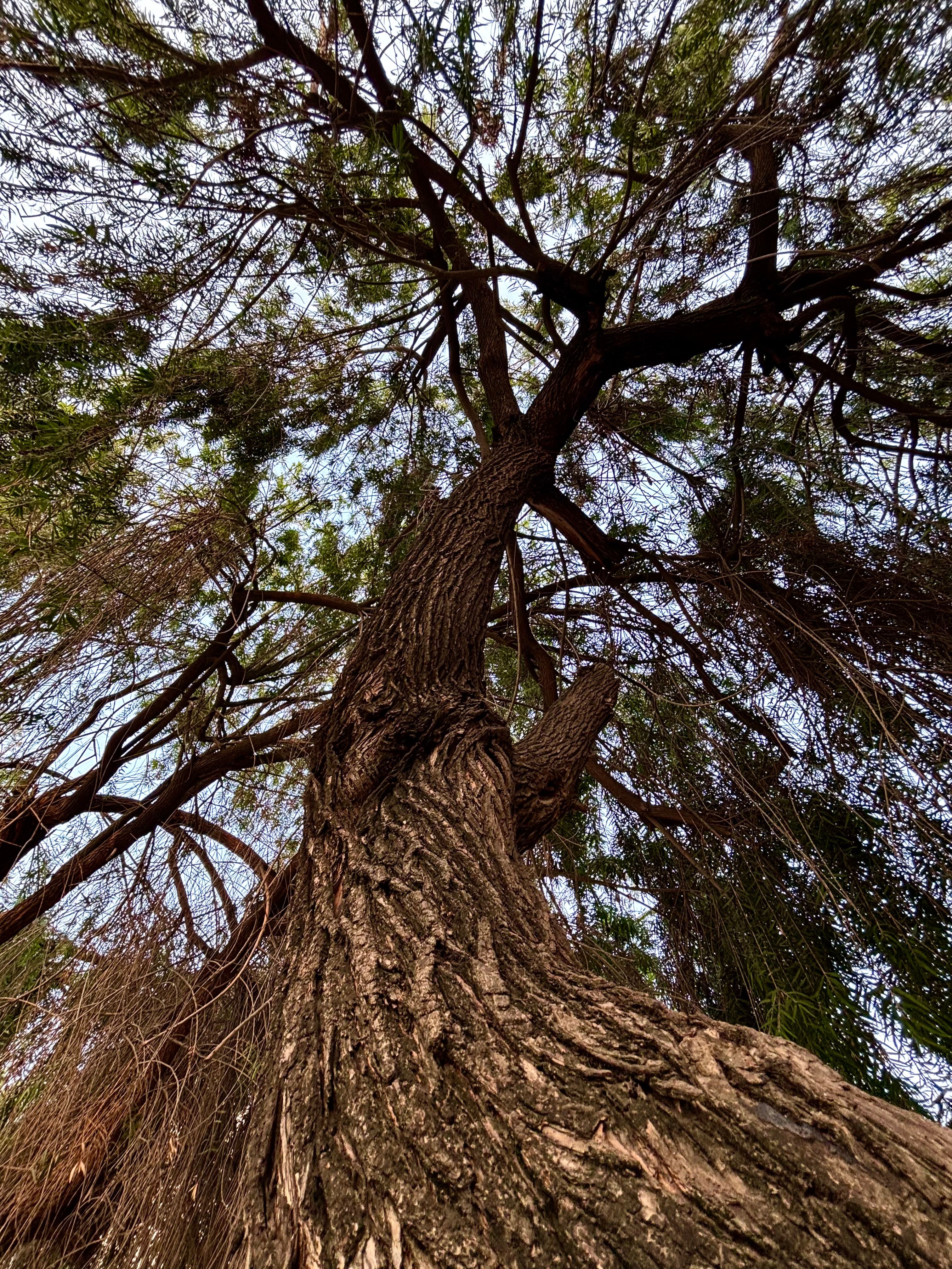 Majestic Upward View of a Willow Tree · Free Stock Photo