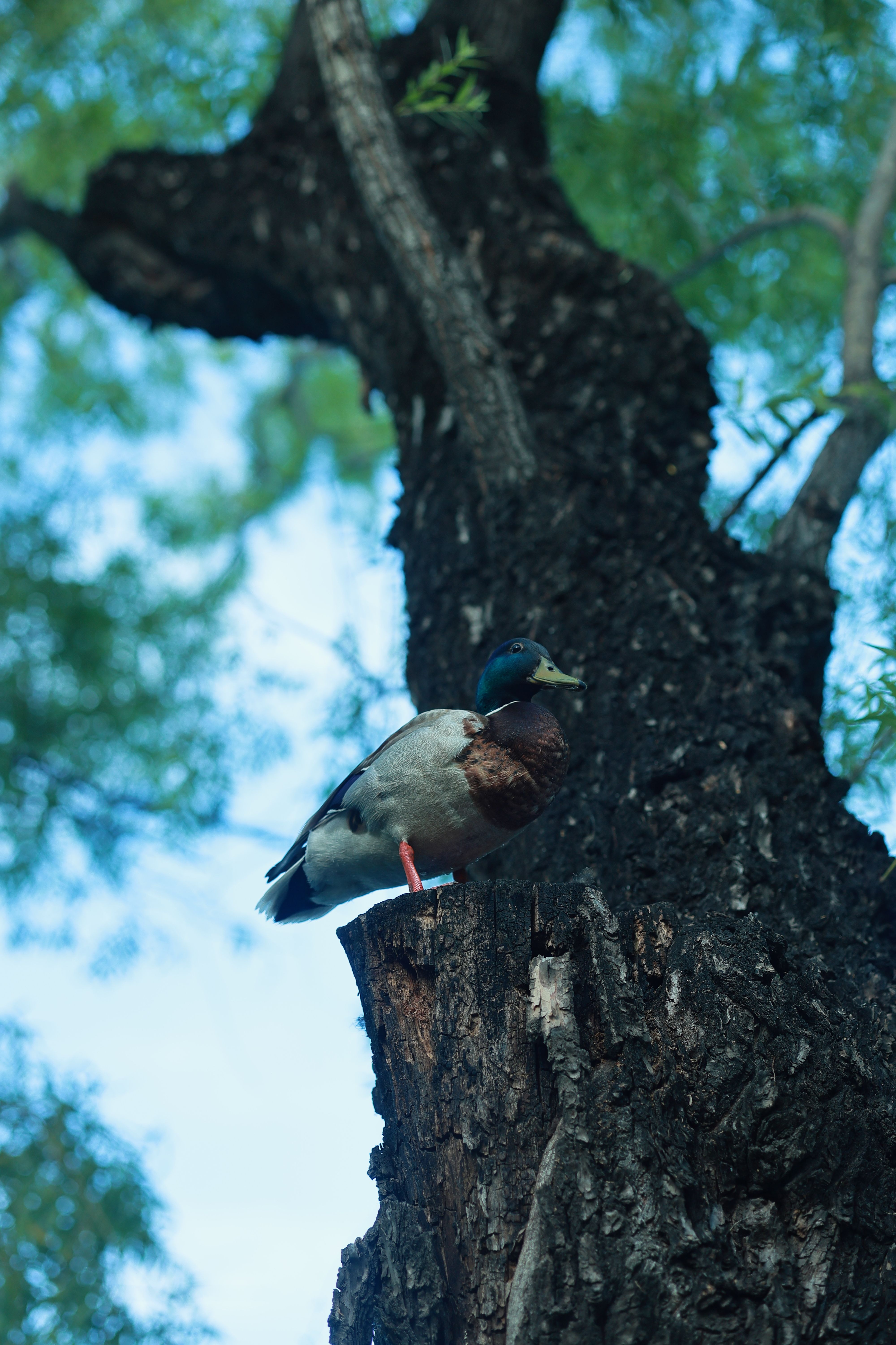 Mallard Duck Perched on Tree Stump Outdoors · Free Stock Photo