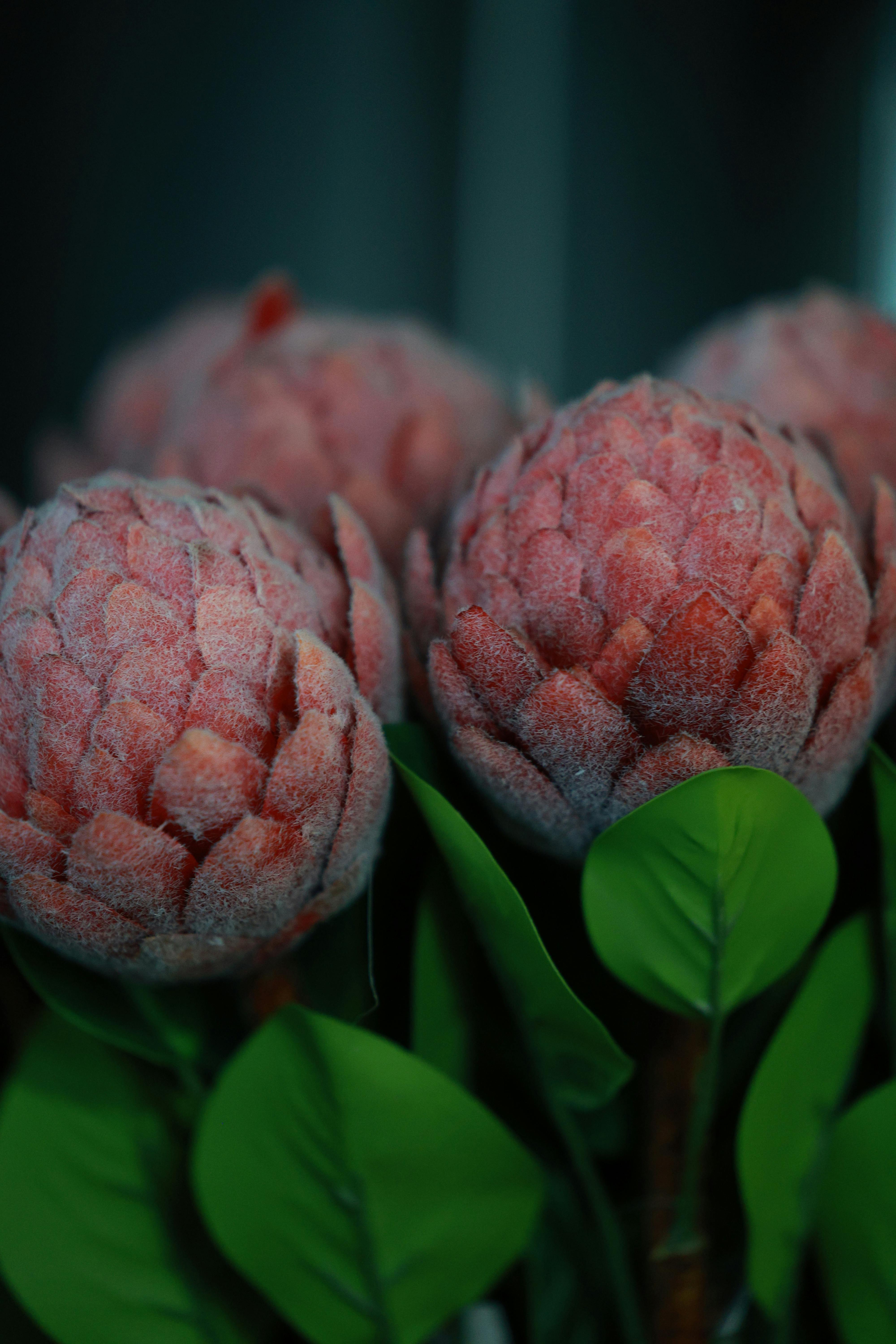 Nil Katarolu Flower Bunch Photos, Download The BEST Free Nil Katarolu ...