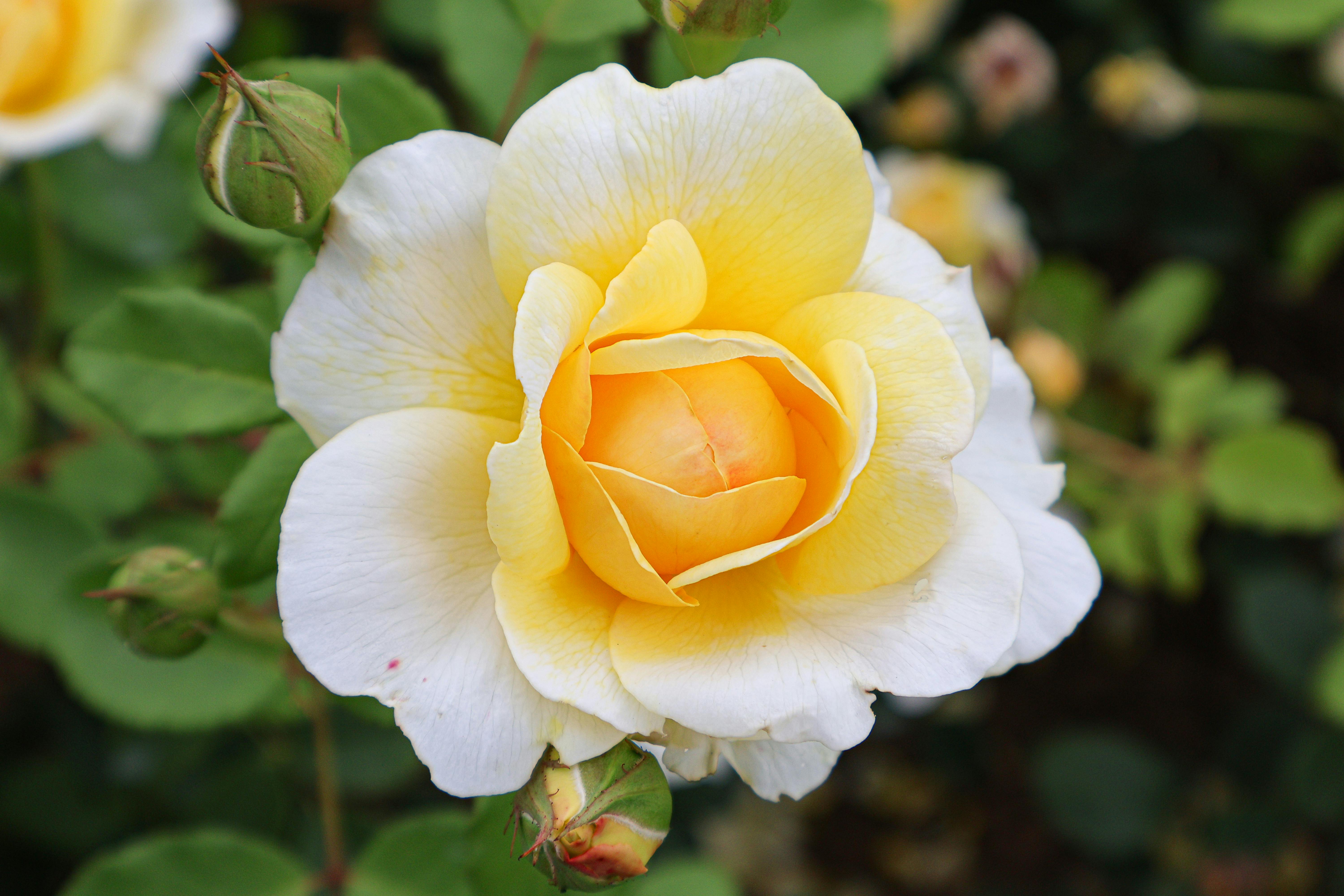 +To+The+First++Te+Backgro+Mages+Or+Kuccha+Kaam+Hai+Na+Kari+Ni+Hoy+Na ...