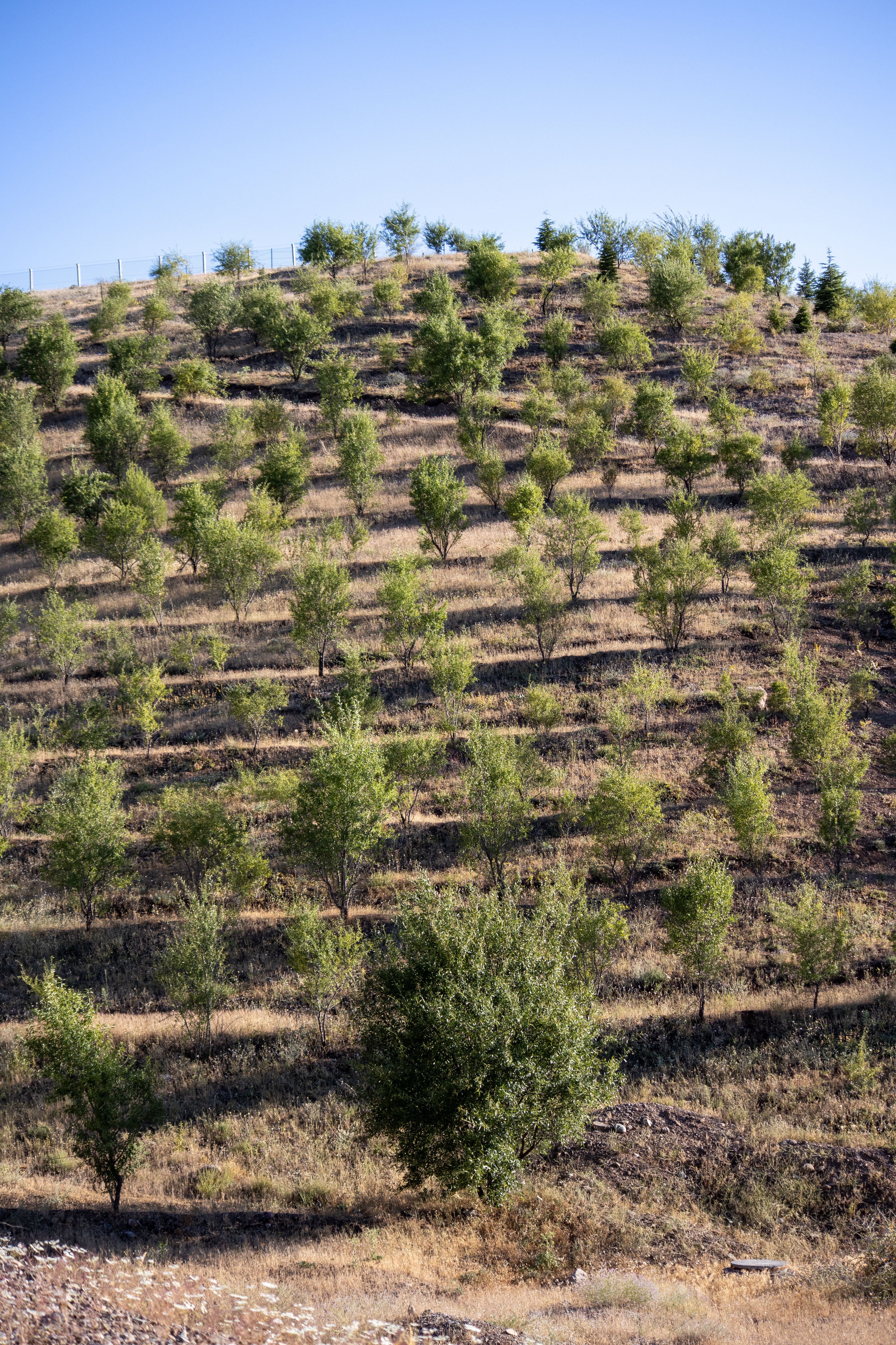 Tree Plantation Photos, Download The BEST Free Tree Plantation Stock ...