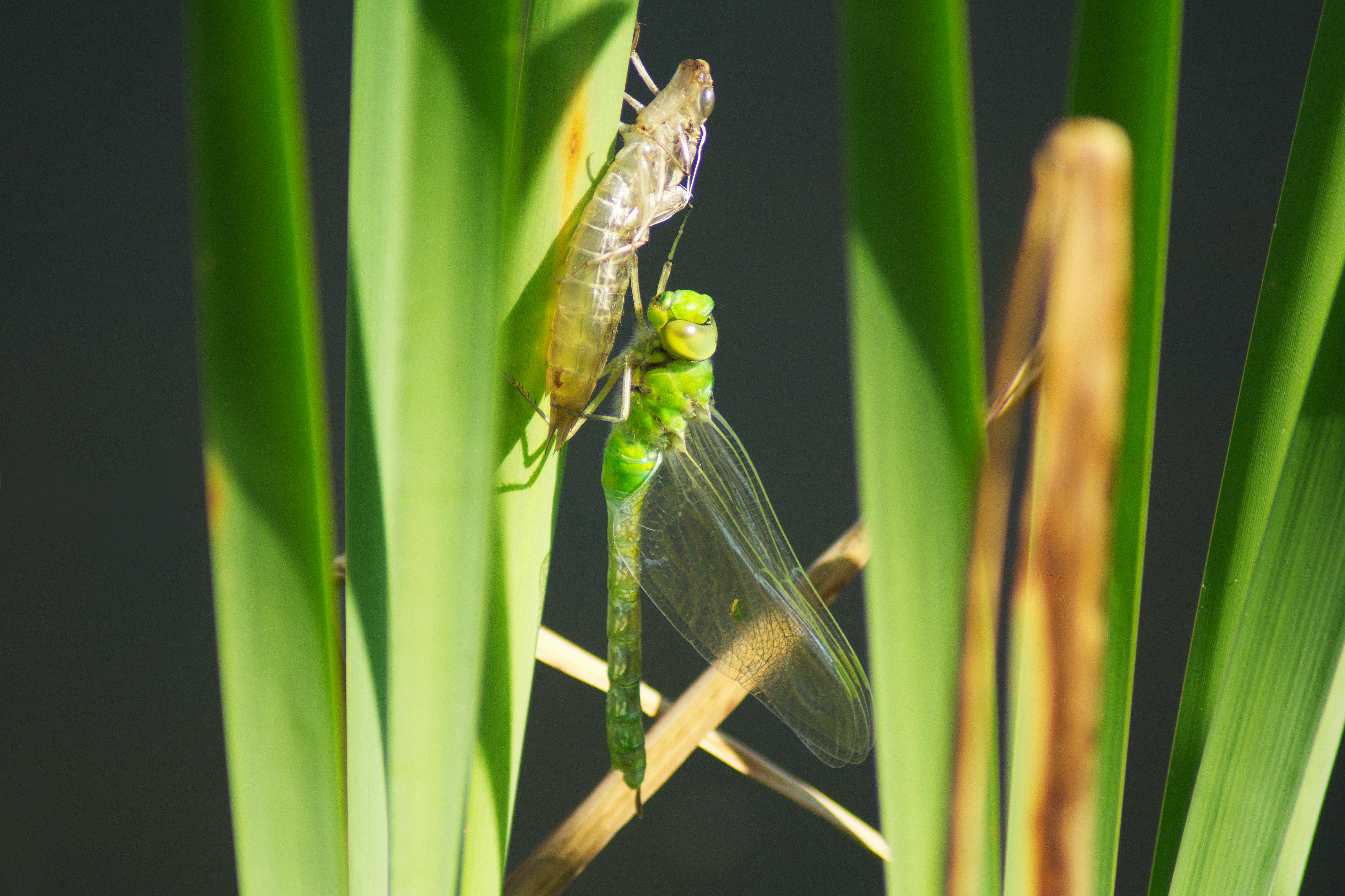 Emperor Dragonfly Emerging From Exuvia in Nature · Free Stock Photo