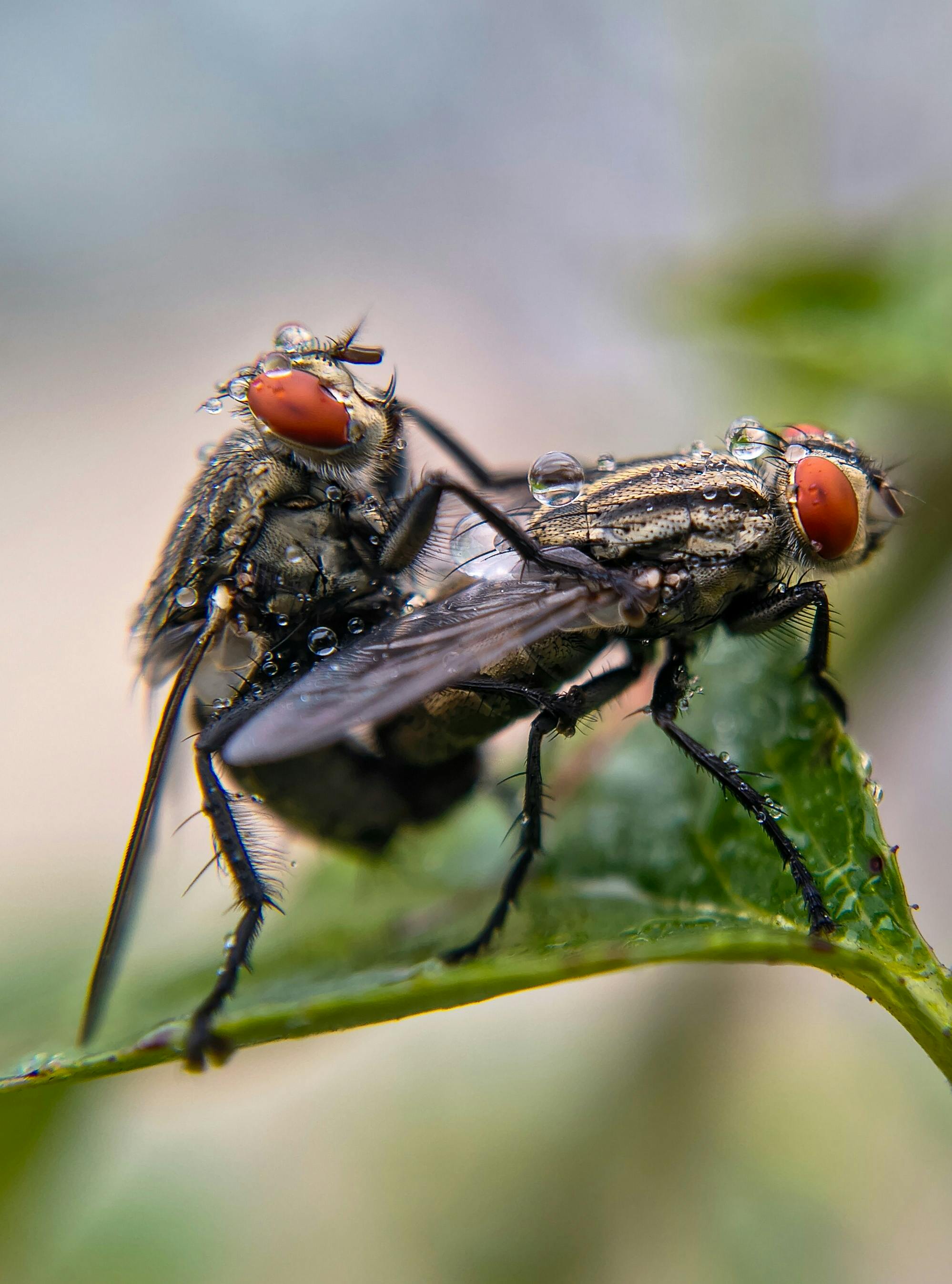 Animal Mating Video Photos, Download The BEST Free Animal Mating Video ...